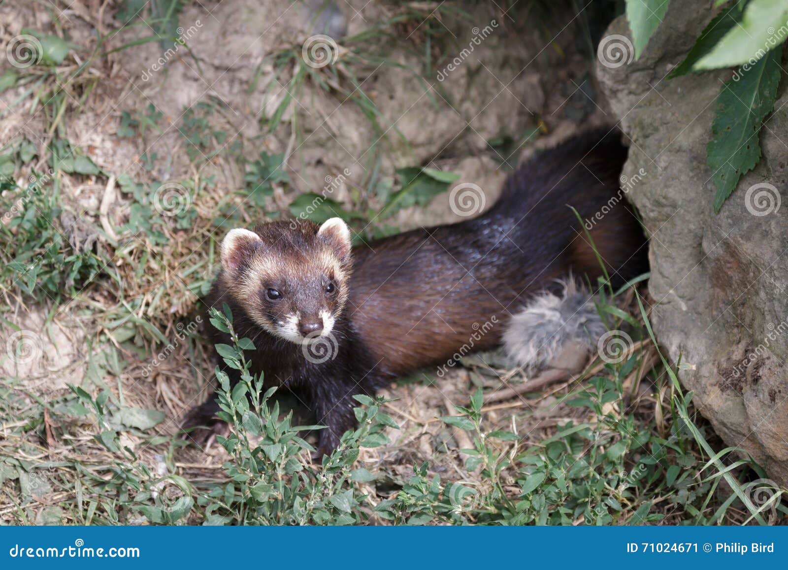 Puzzola Europea (putorius Del Mustela) Immagine Stock - Immagine di ...