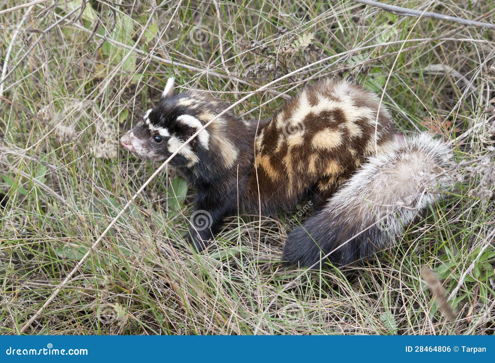 Puzzola Marmorizzata Fra Erba. Fotografia Stock - Immagine di natura ...