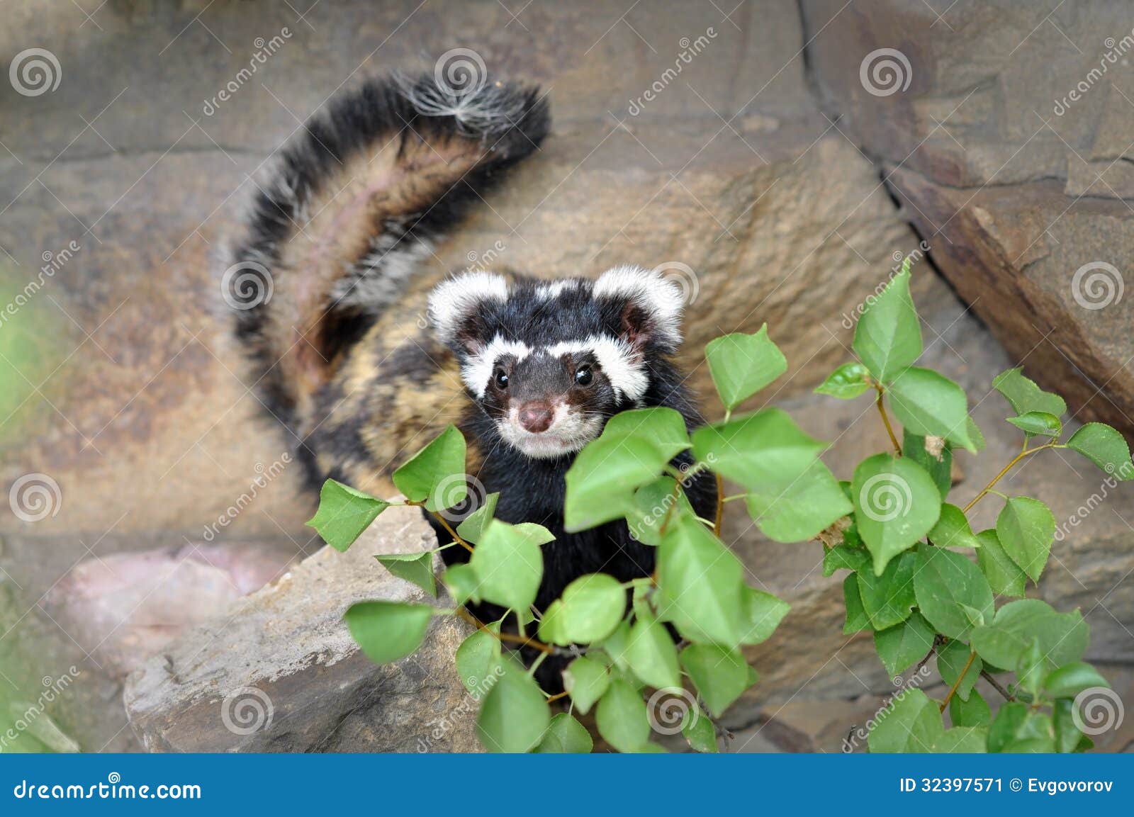 Puzzola Marmorizzata Rara Vormela Immagine Stock - Immagine di furetto ...