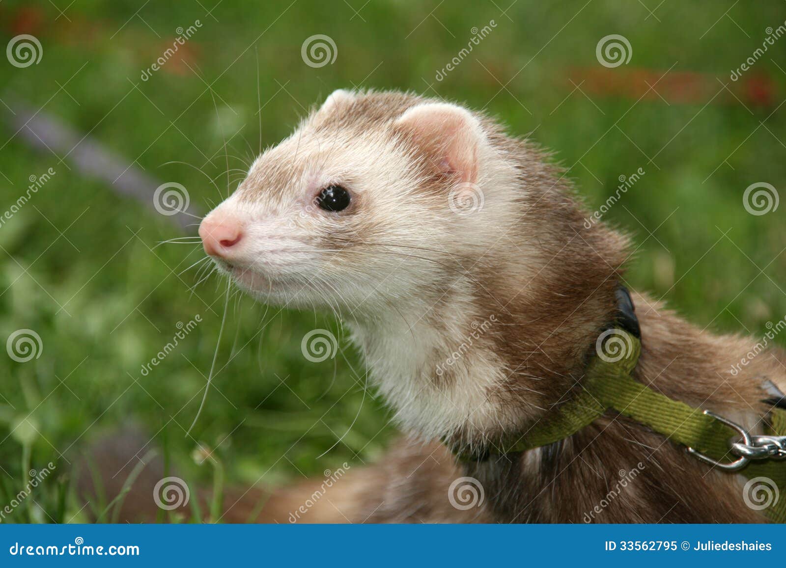 Puzzola nell'erba immagine stock. Immagine di animale - 33562795