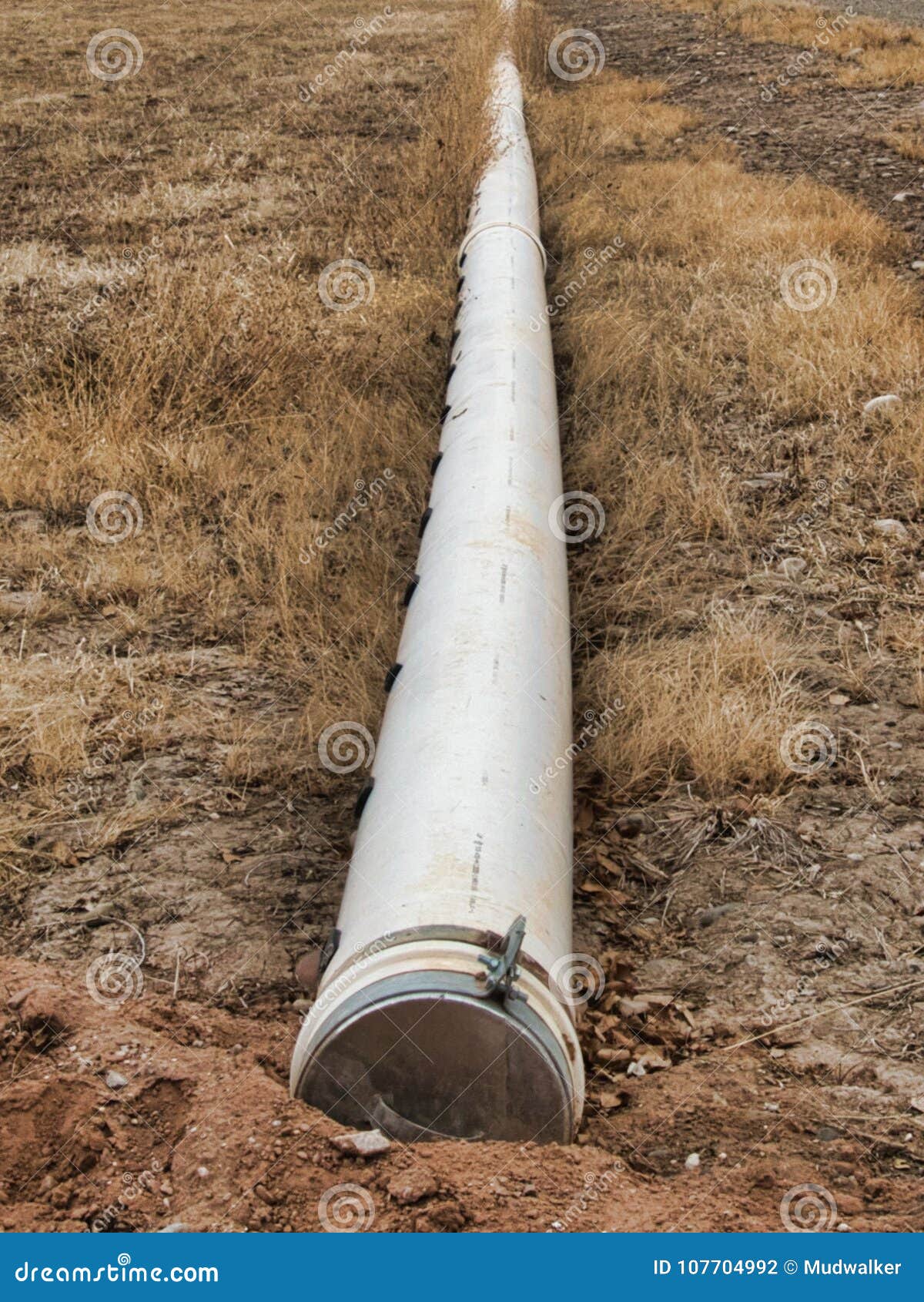 PVC Irragation Pipe in Field Stock Photo - Image of farm, crops: 107704992