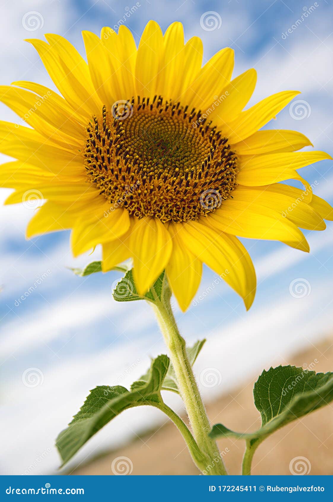 Sunflower close up stock image. Image of beautiful, clouds - 172245411