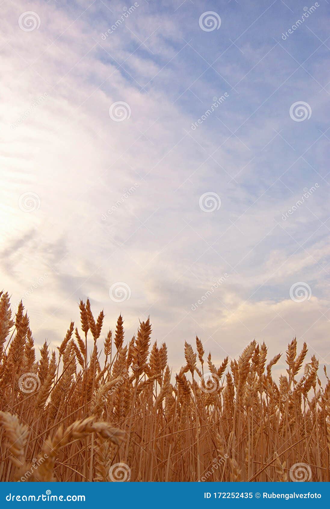 Wheat field low angle view stock image. Image of angle - 172252435