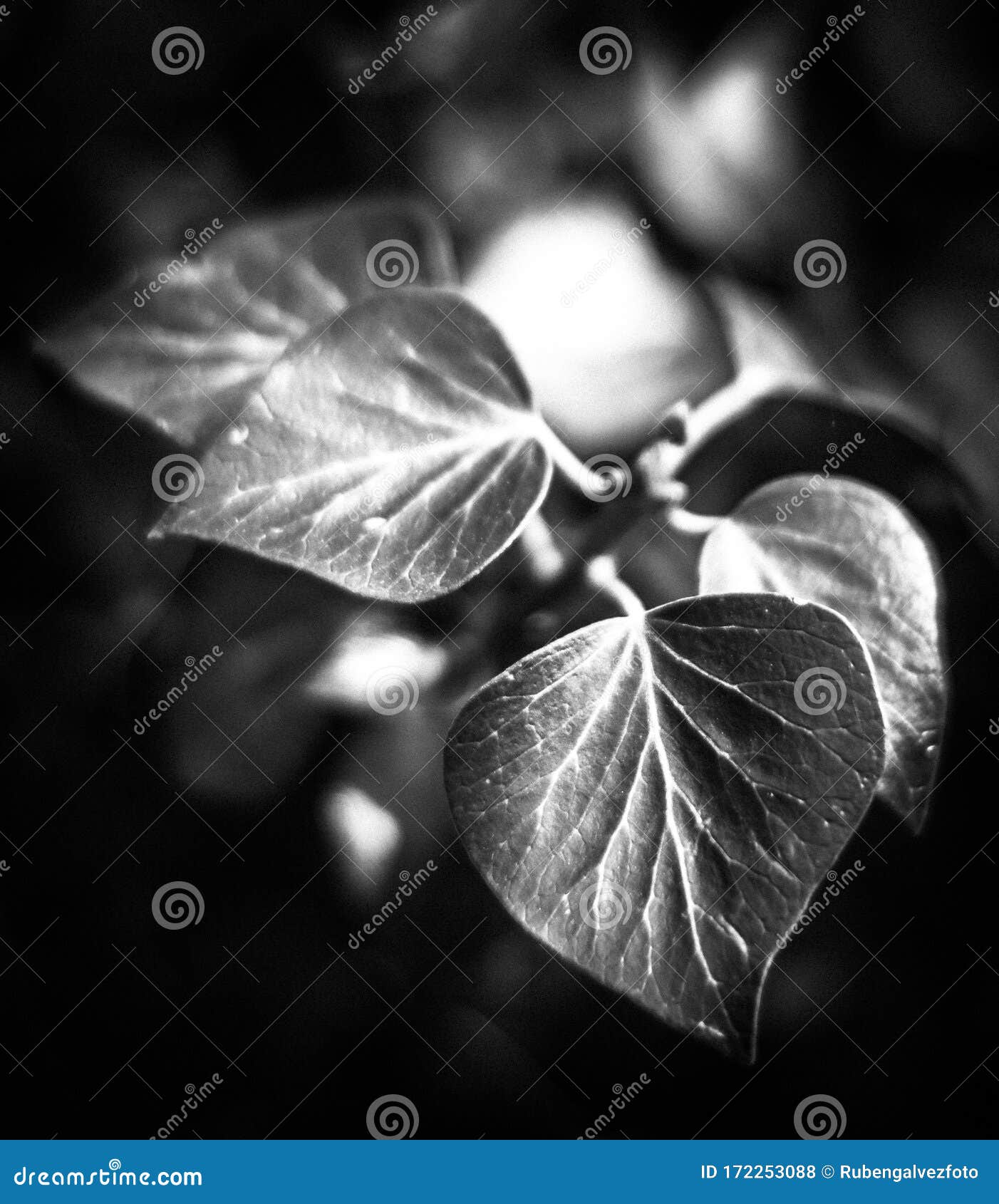 Bw leaves of plant stock photo. Image of detail, 105358307 - 172253088