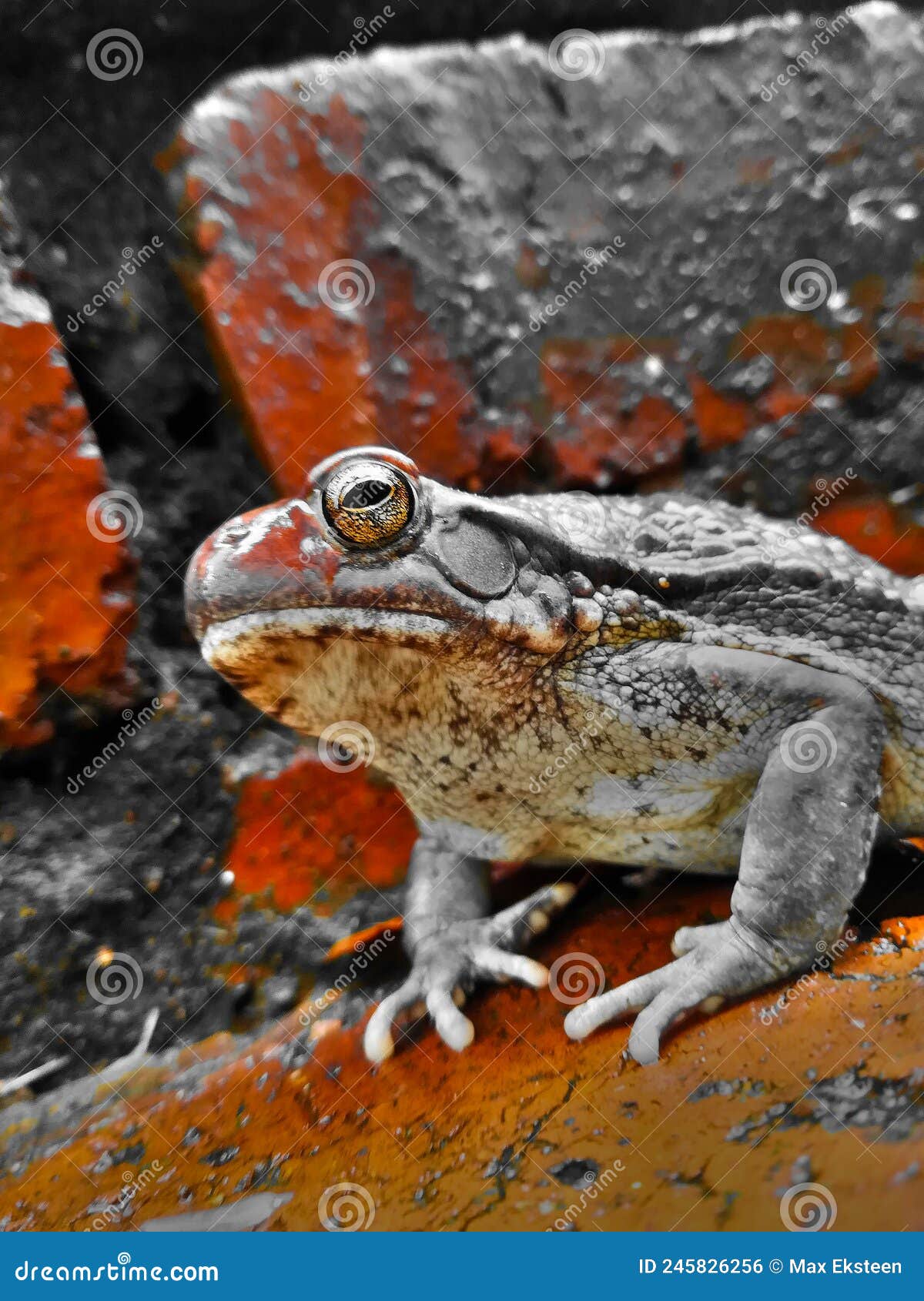 Toad Days Stock Photos - Free & Royalty-Free Stock Photos from Dreamstime