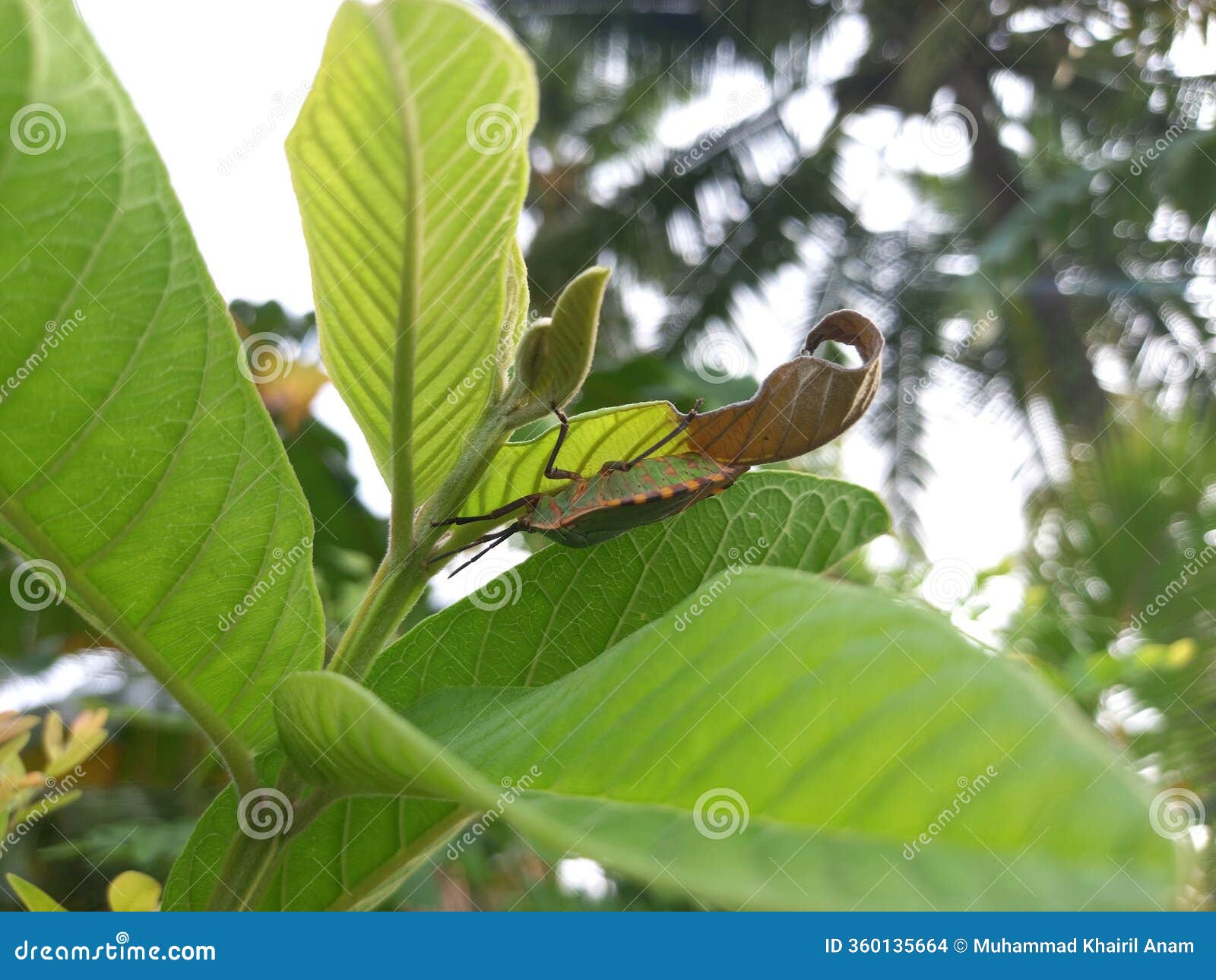 Pycanum Alternatum, Also Known As the Giant Shield Bug, Clings To the ...