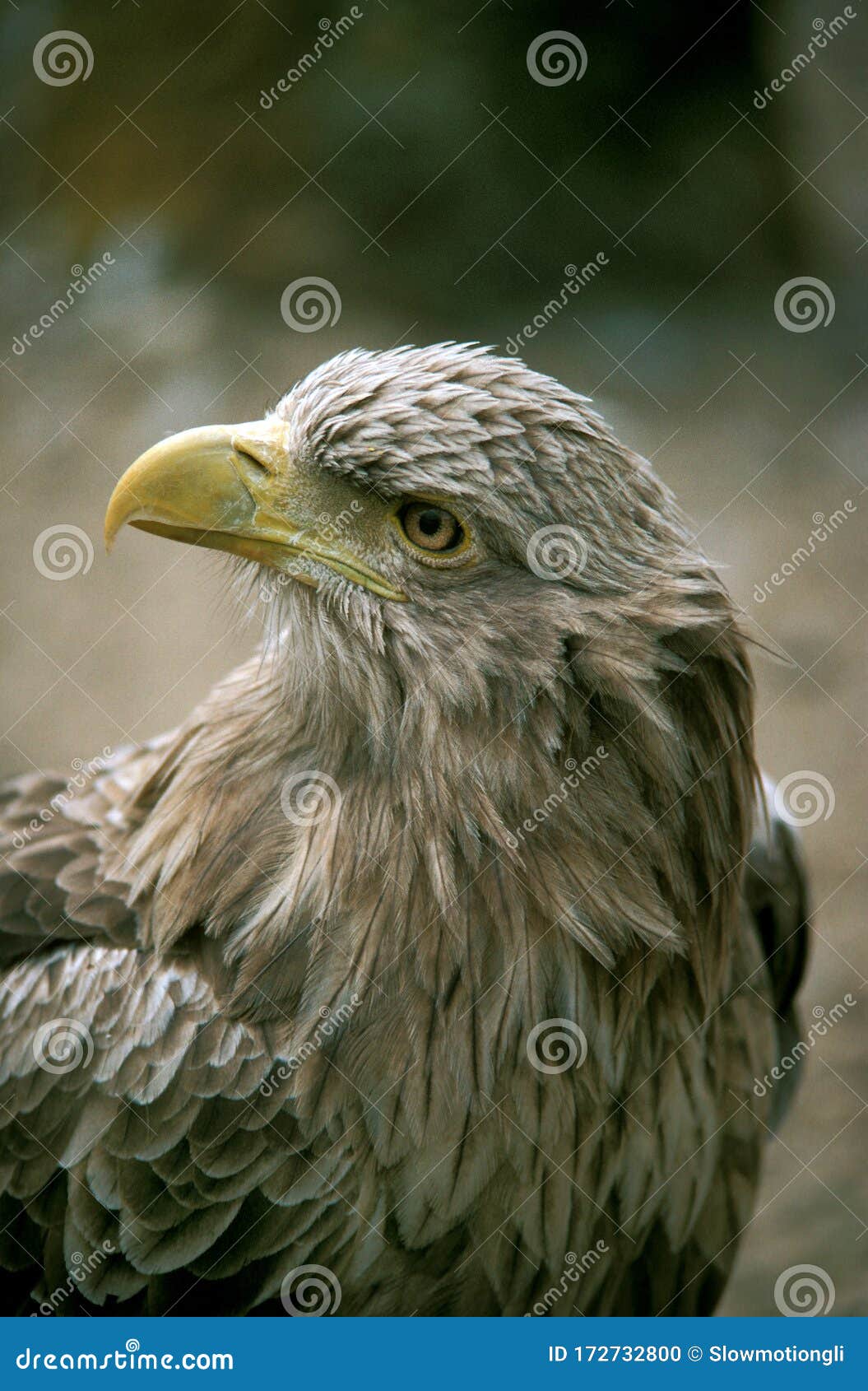 PYGARGUE a QUEUE BLANCHE Haliaeetus Albicilla Stock Photo - Image of ...