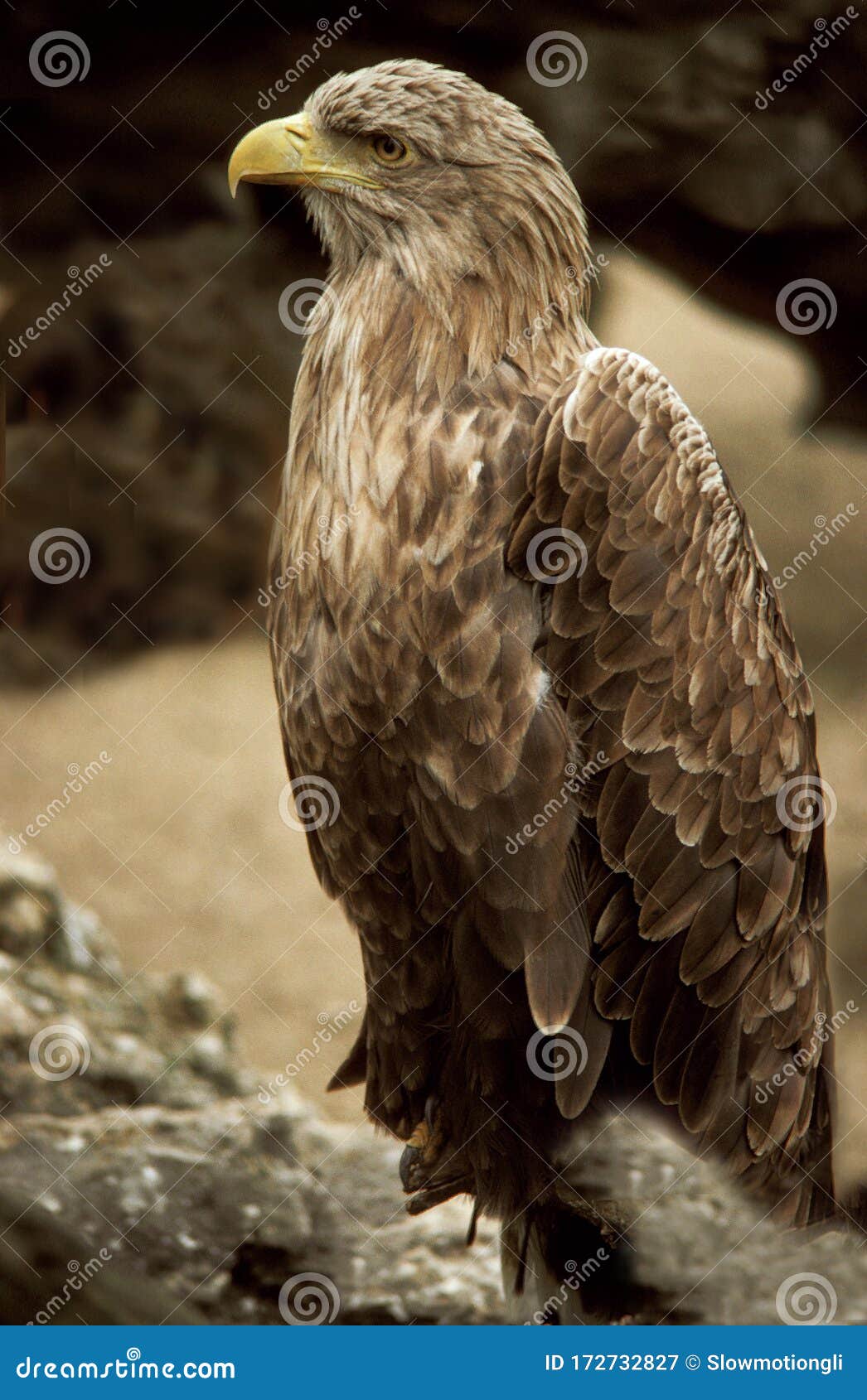 PYGARGUE a QUEUE BLANCHE Haliaeetus Albicilla Stock Image - Image of ...