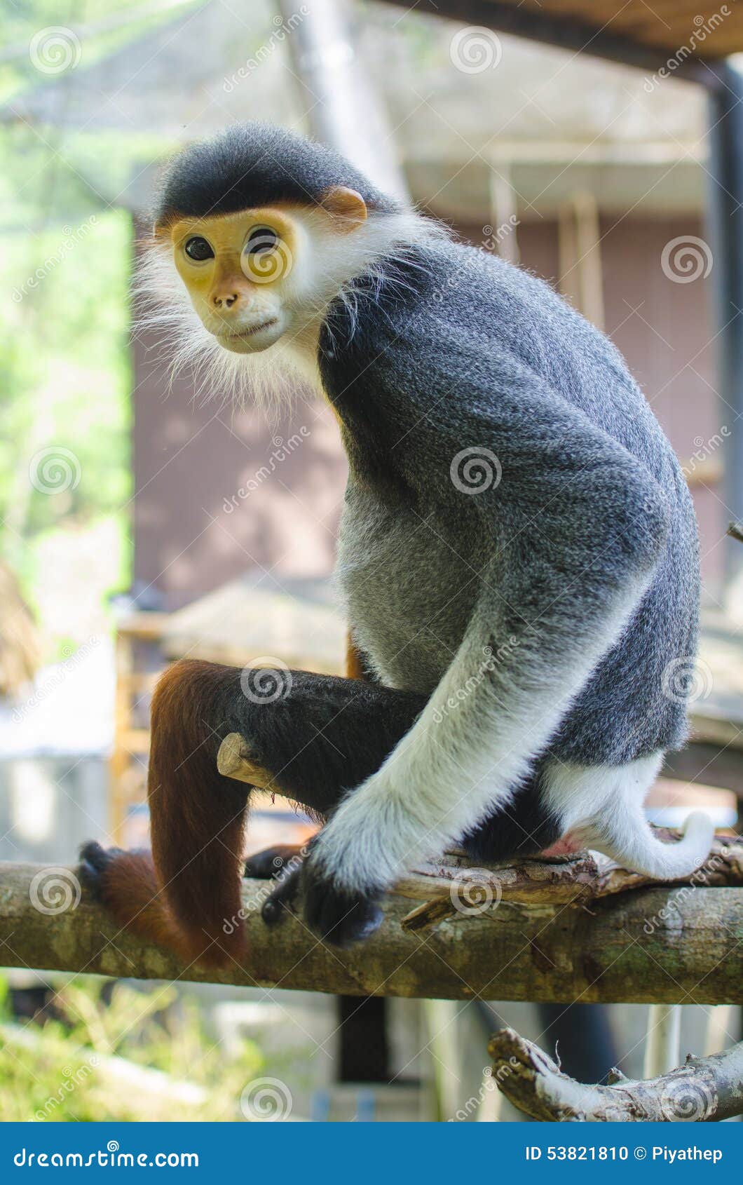 Cute Red-shanked Douc (Pygathrix Nemaeus) Is A Species Of Old World ...