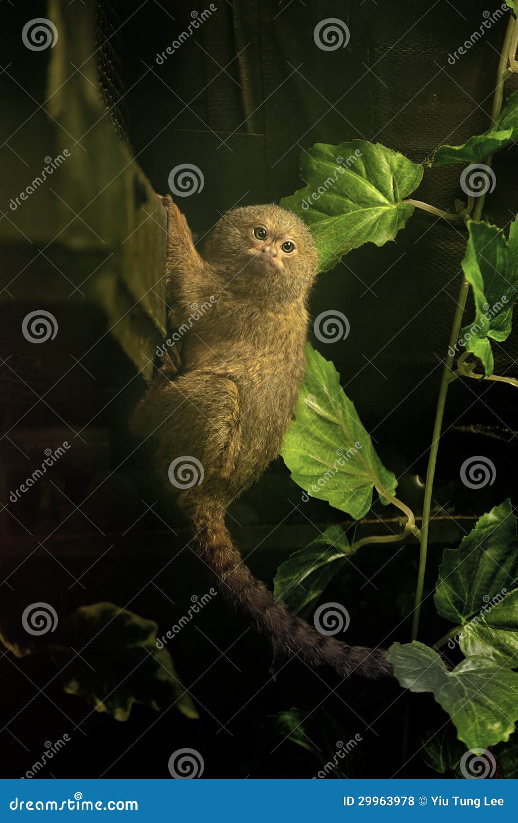 Pygmaea van Cebuella stock foto. Image of dier, marmoset - 29963978