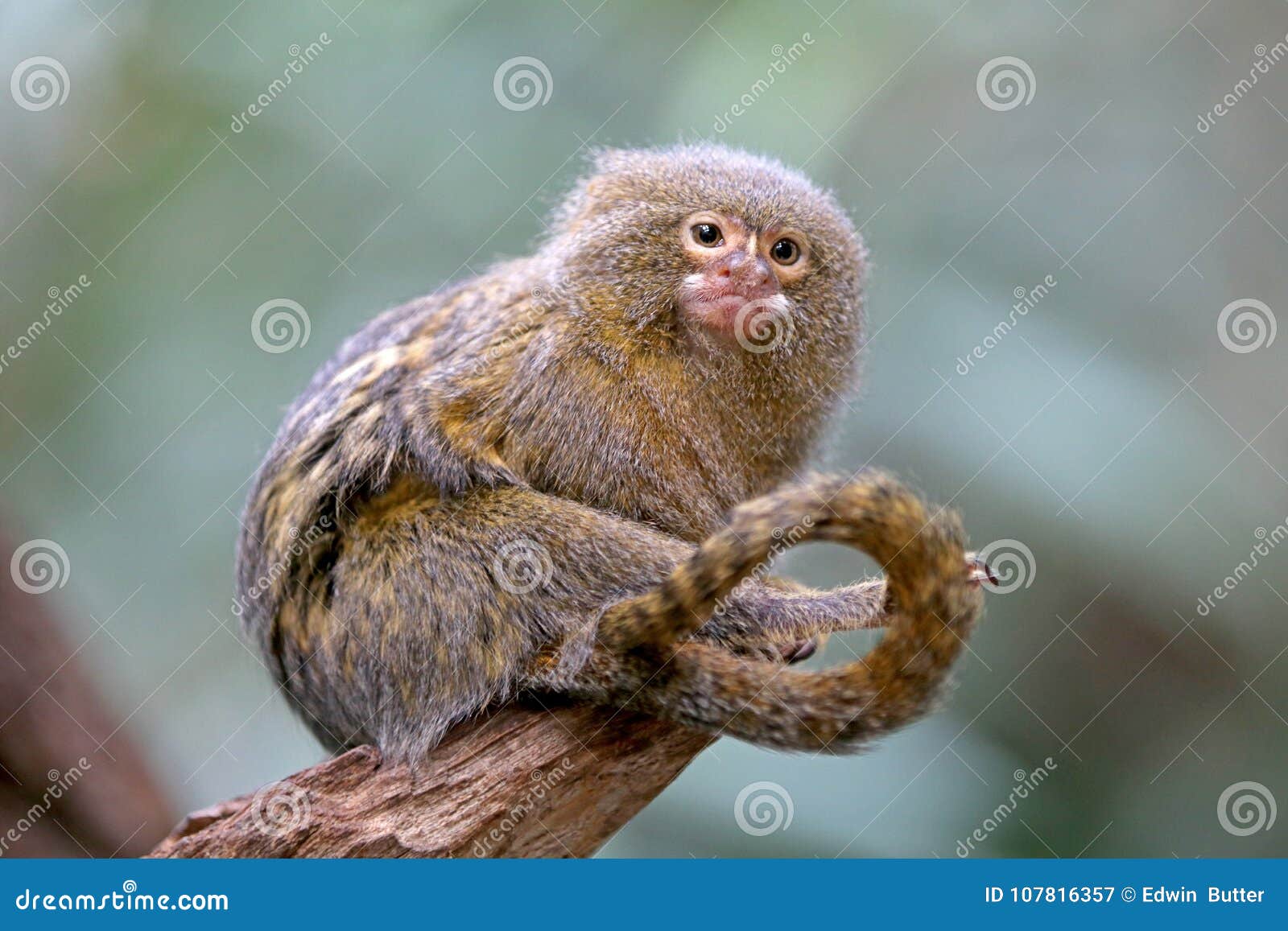 Pygmee monkey stock image. Image of indoors, adorable - 107816357