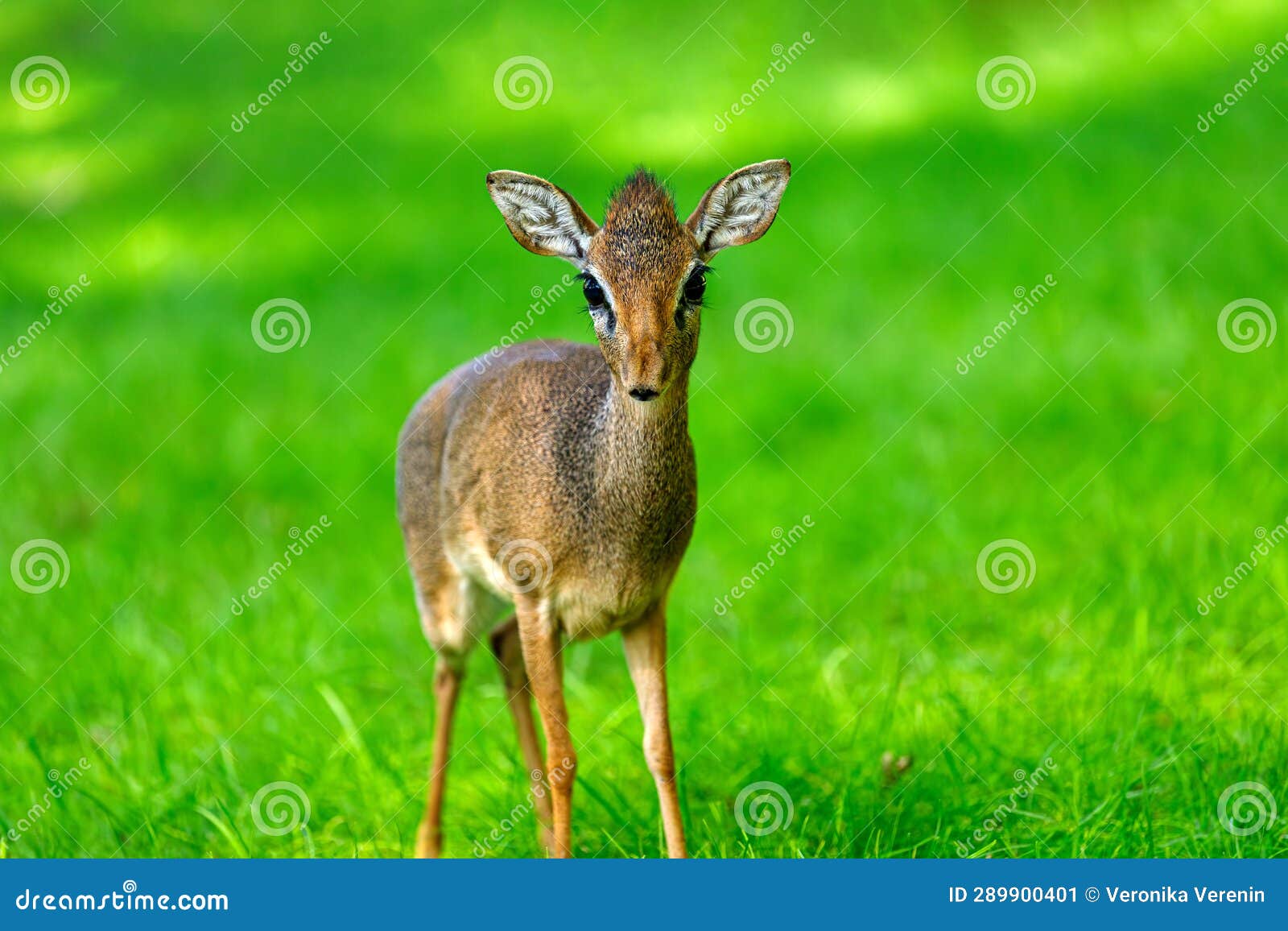 Pygmi Kirk S Dik-dik, Small Antelope on the Green Meadows Stock Image ...