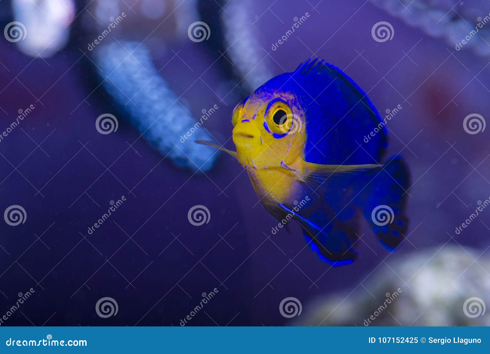 Cherubfish stock image. Image of shallow, pygmy, angel - 107152425
