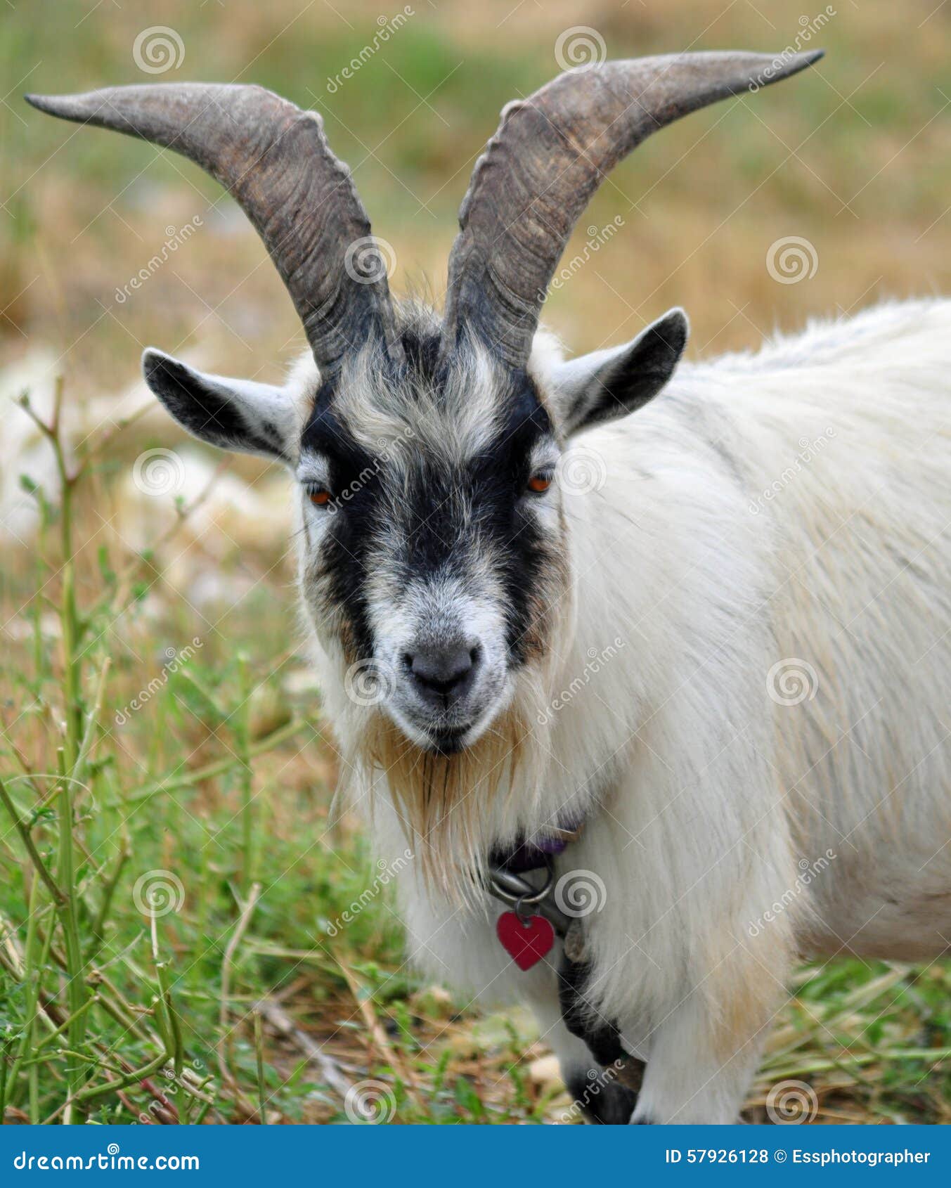 Pygmy Billy Goat stock photo. Image of mammals, goats - 57926128