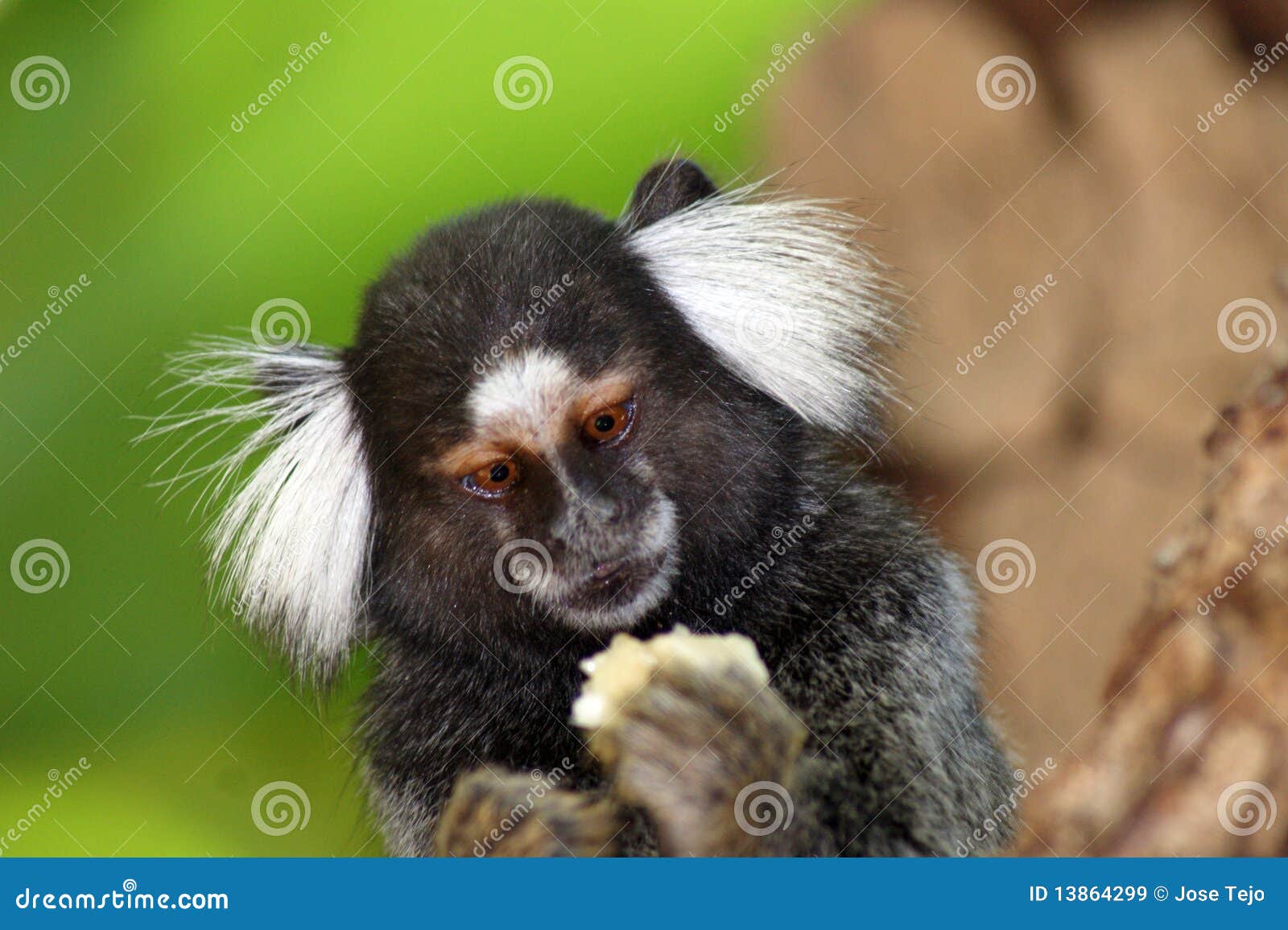 Pygmy callithrix stock image. Image of animal, furry - 13864299