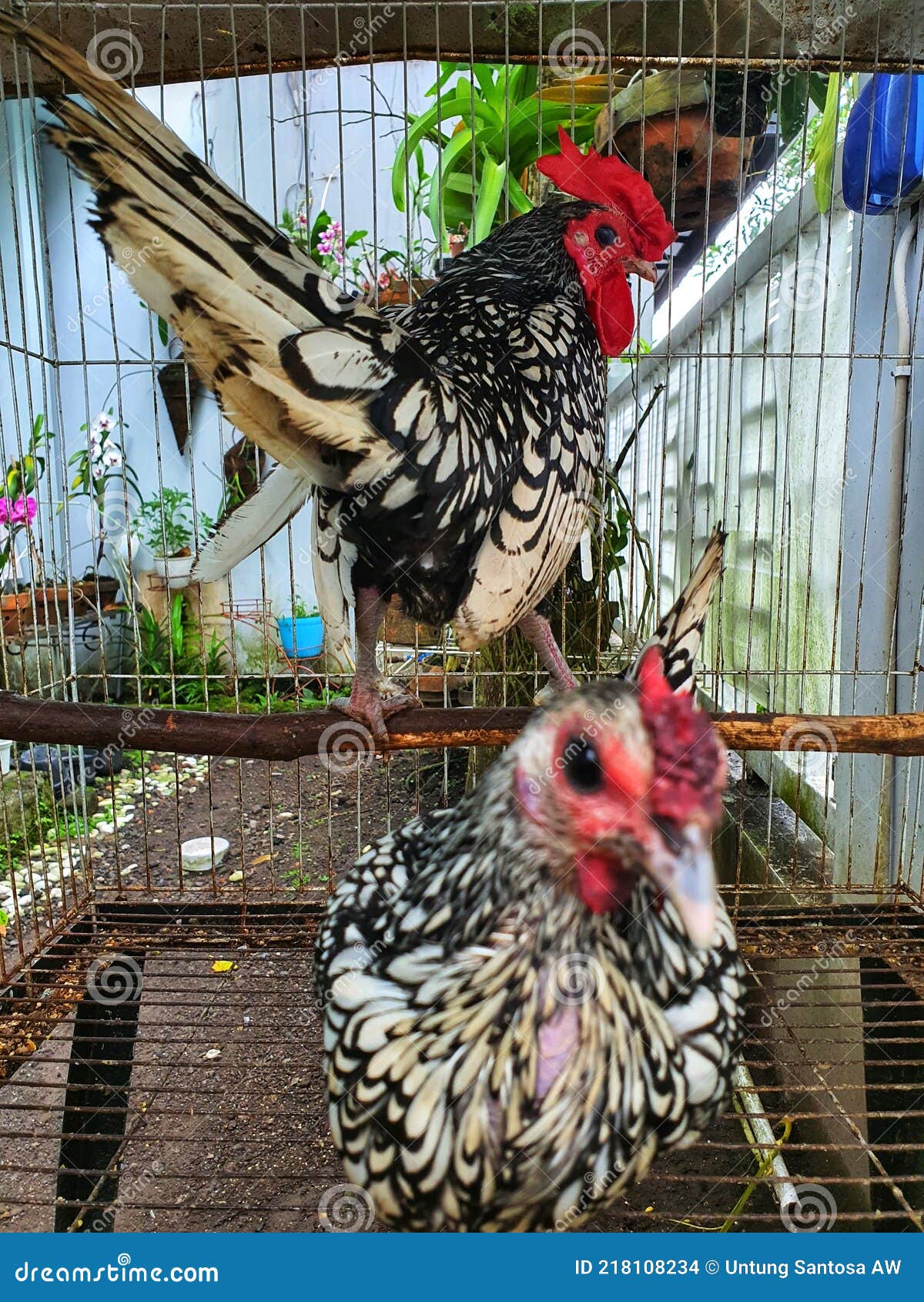 The Pygmy chicken stock photo. Image of chicken, natural - 218108234