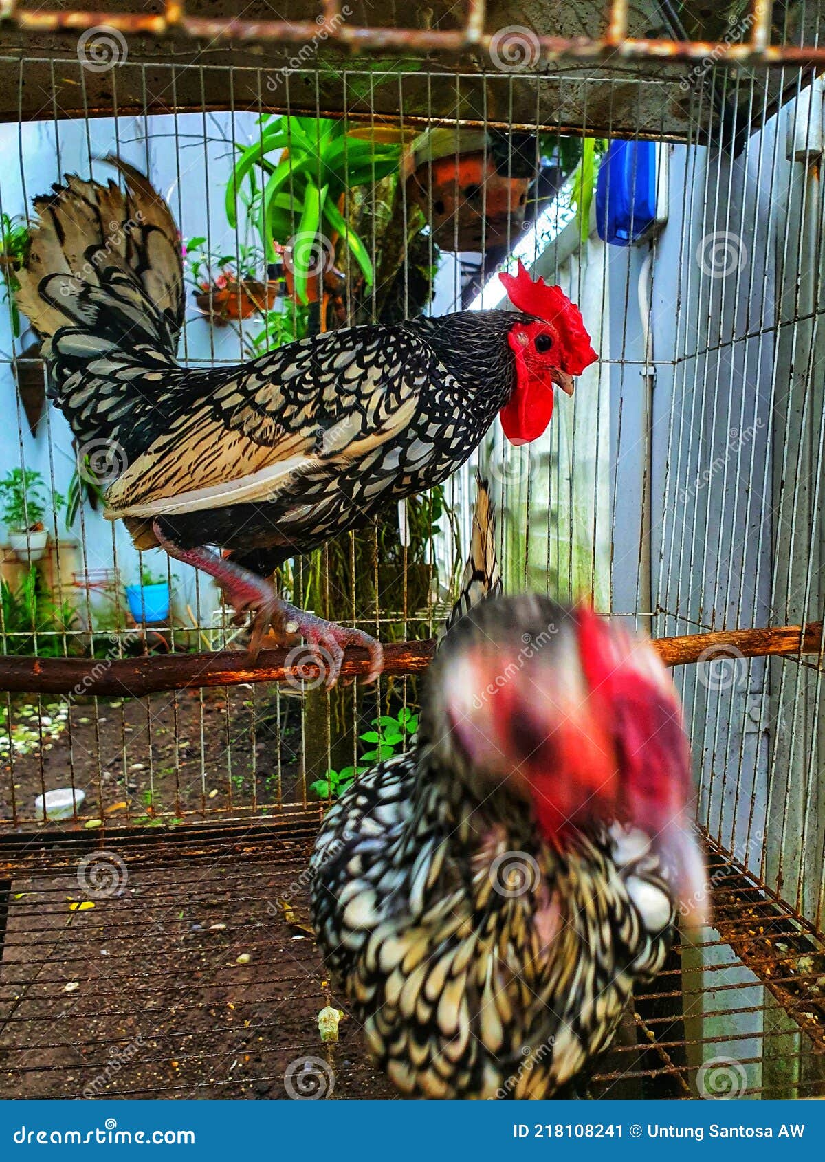 The Pygmy Chicken Us Lockup Stock Image - Image of fowl, macaw: 218108241