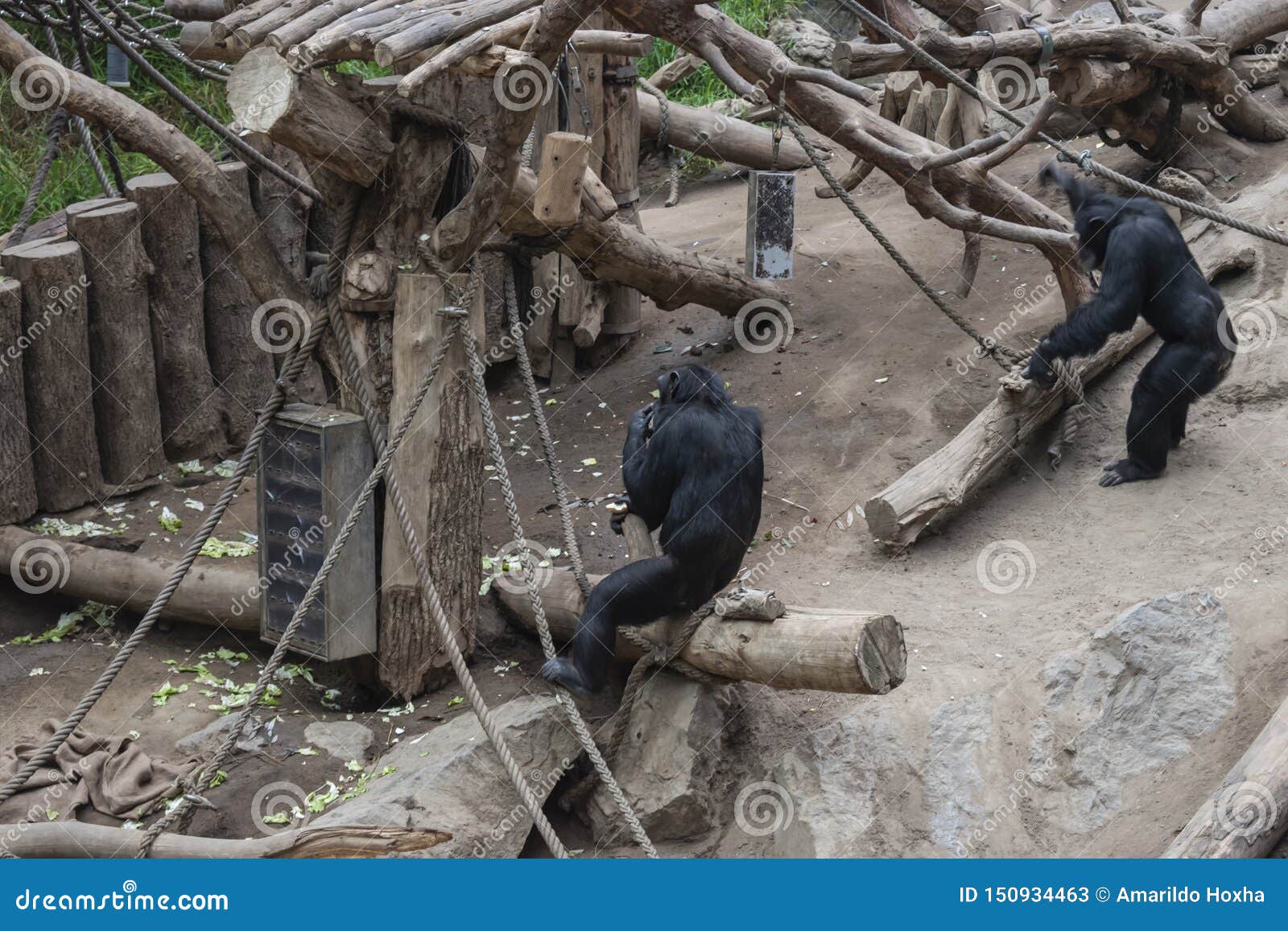 Pygmy chimpanzees playing stock image. Image of germany - 150934463
