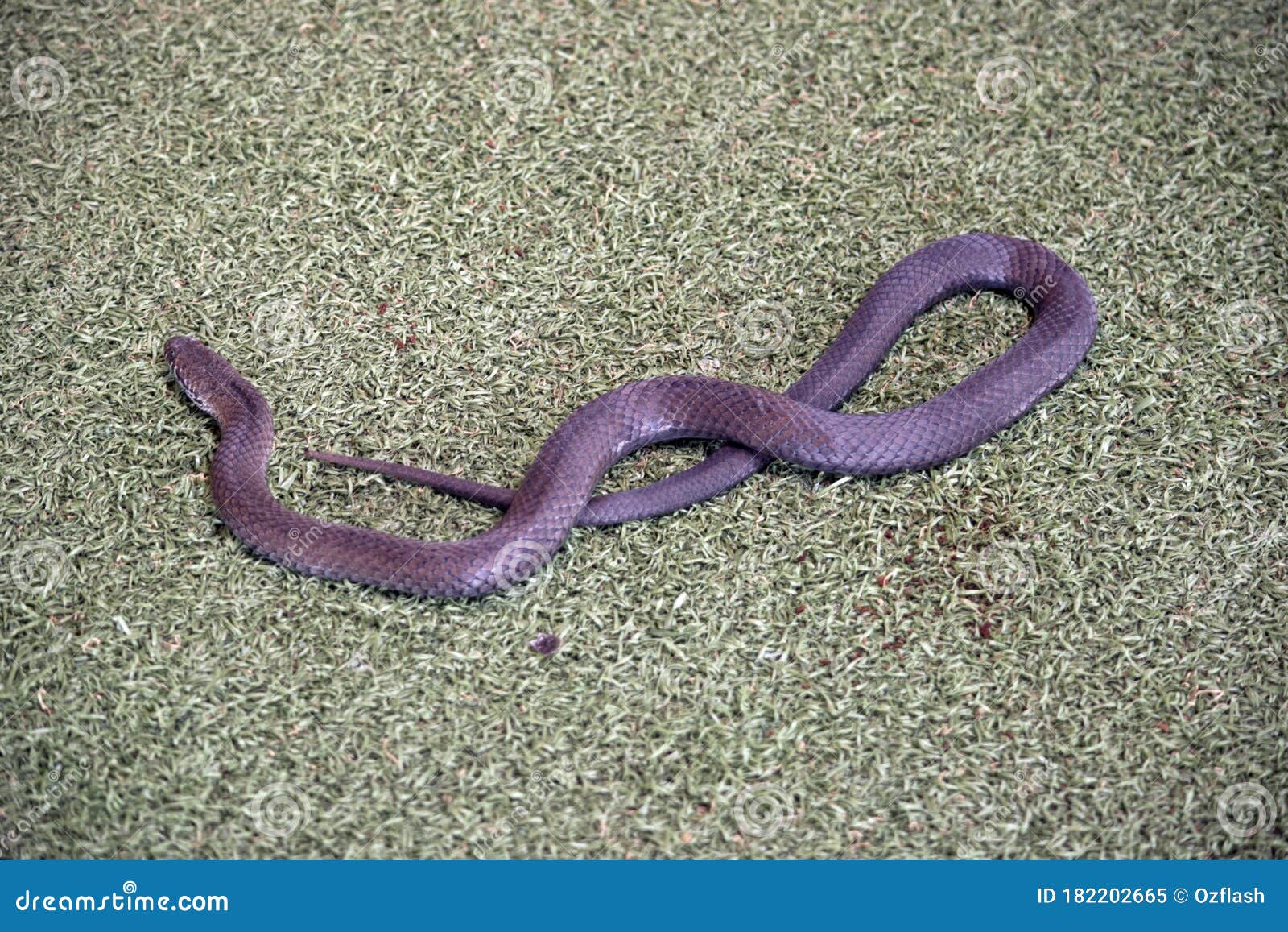 This is a Pygmy Copperhead Snake Stock Image - Image of reptile, deadly ...