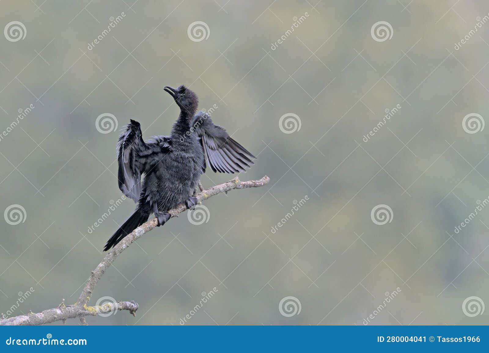 Pygmy Cormorant, Greece stock image. Image of tree, bird - 280004041