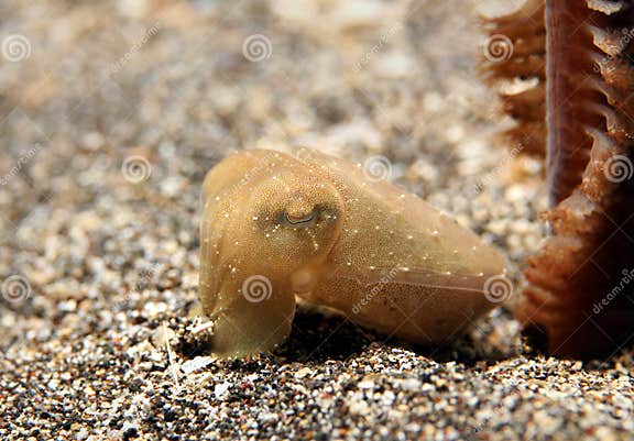 Pygmy Cuttlefish stock image. Image of fish, diving, reef - 26933913