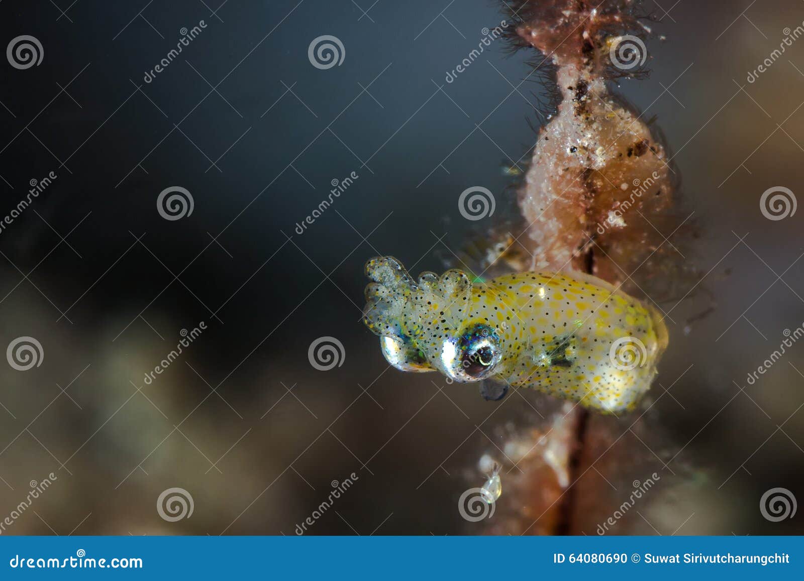 Pygmy Cuttlefish stock photo. Image of underwater, life - 64080690