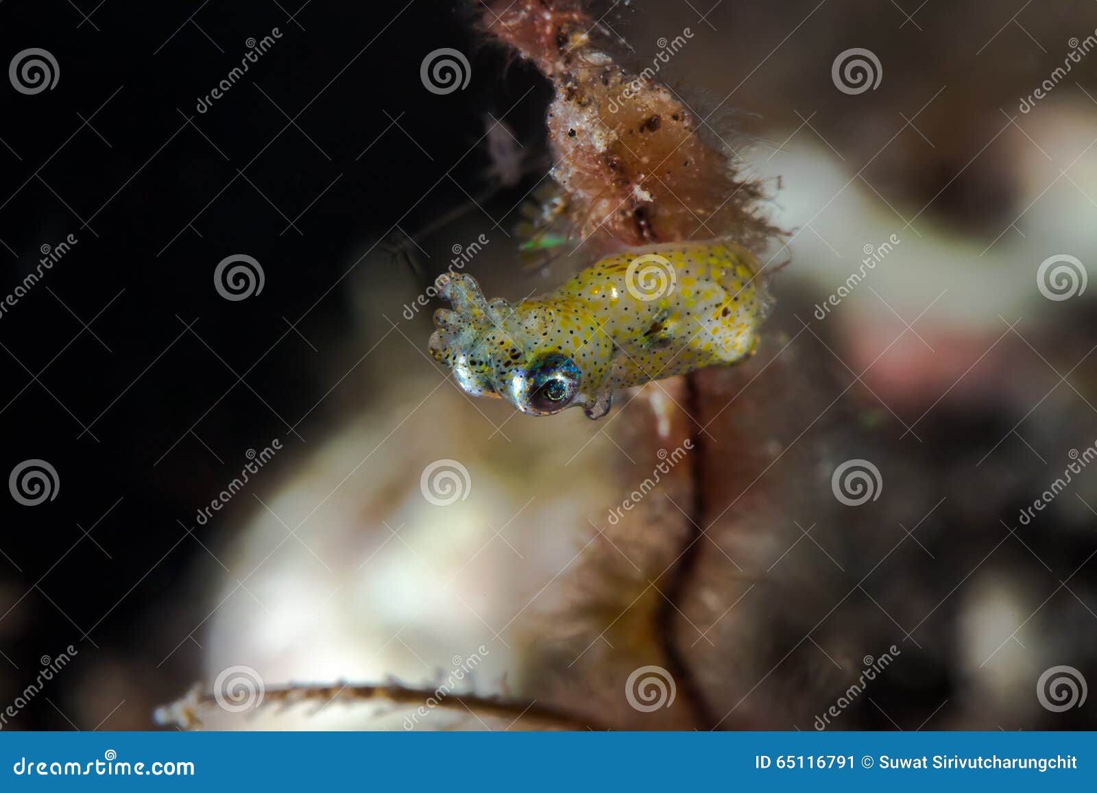Pygmy Cuttlefish stock image. Image of pygmy, cuttlefish - 65116791