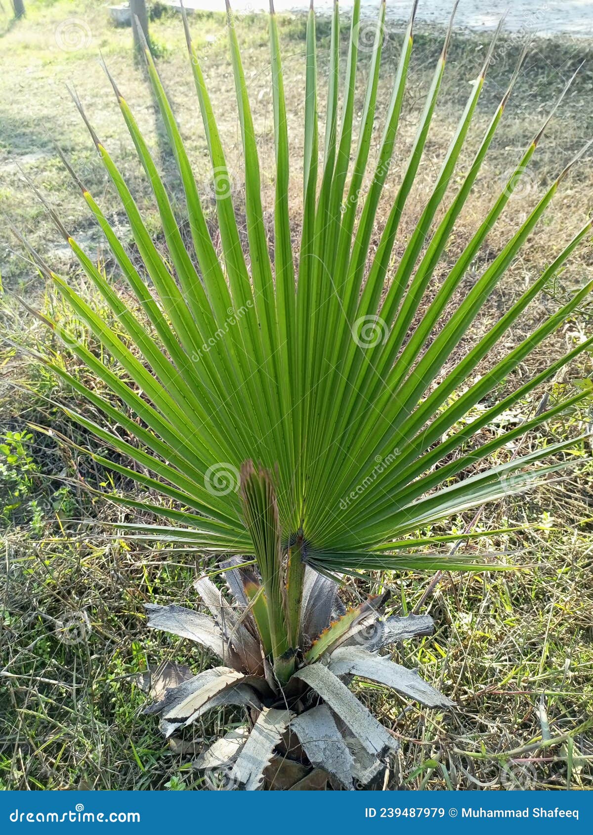Pygmy Date Palm Growing Tree Stock Image - Image of shrub, food: 239487979