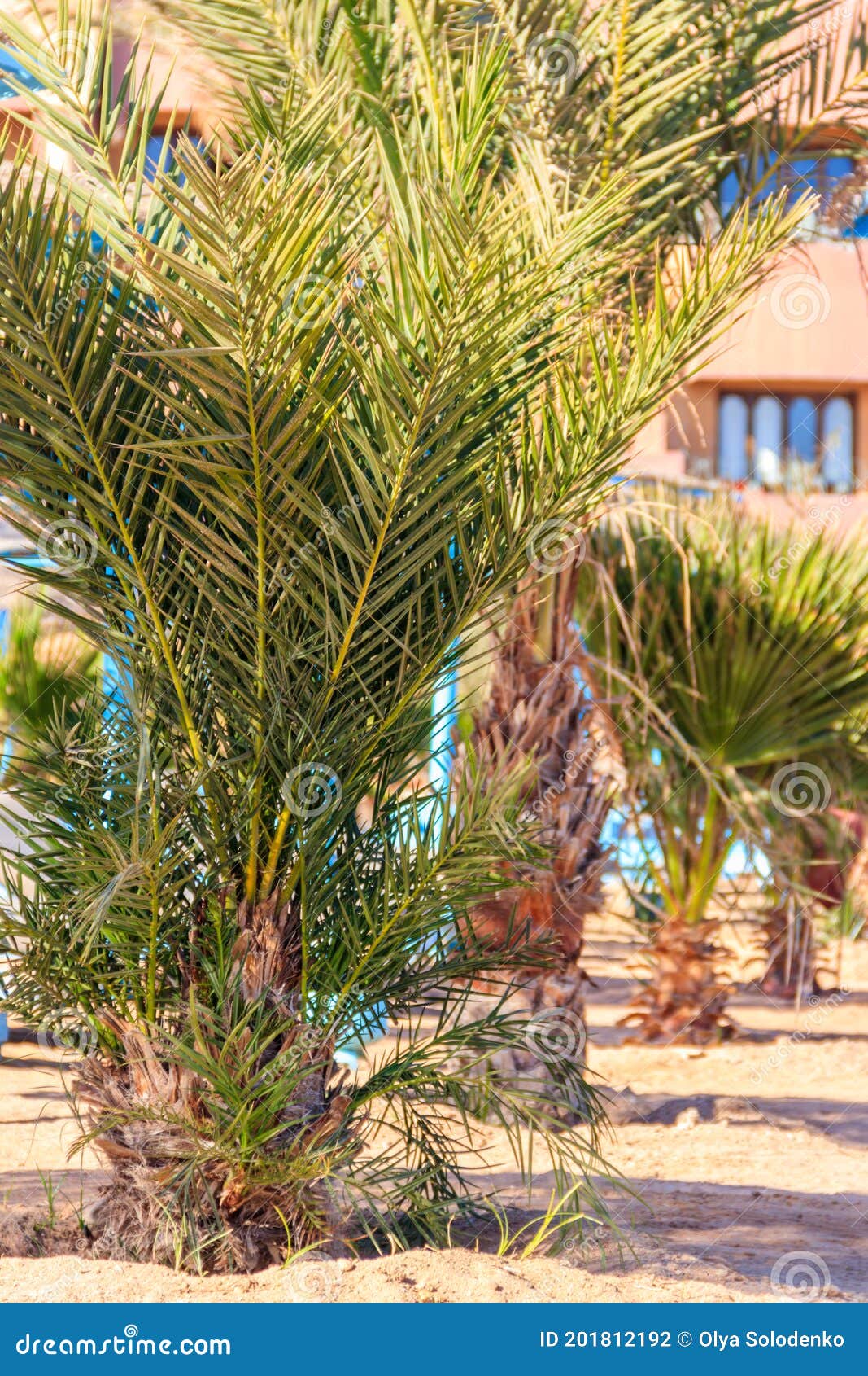 Pygmy Date Palm (Phoenix Roebelenii) Stock Photography | CartoonDealer ...