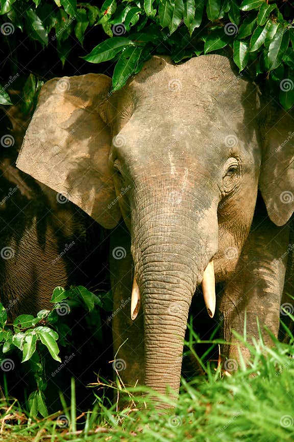 Pygmy Elephant stock image. Image of pygmy, kinabatangan - 18092559