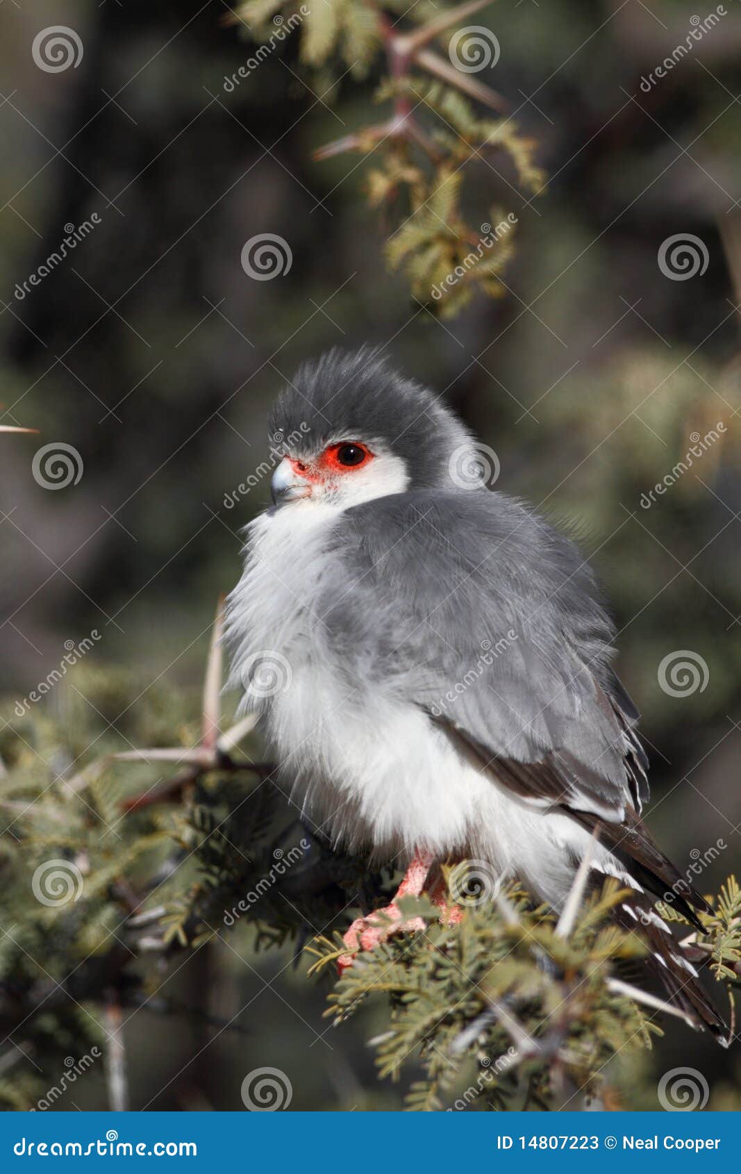 Pygmy Falcon stock image. Image of africa, south, avian - 14807223