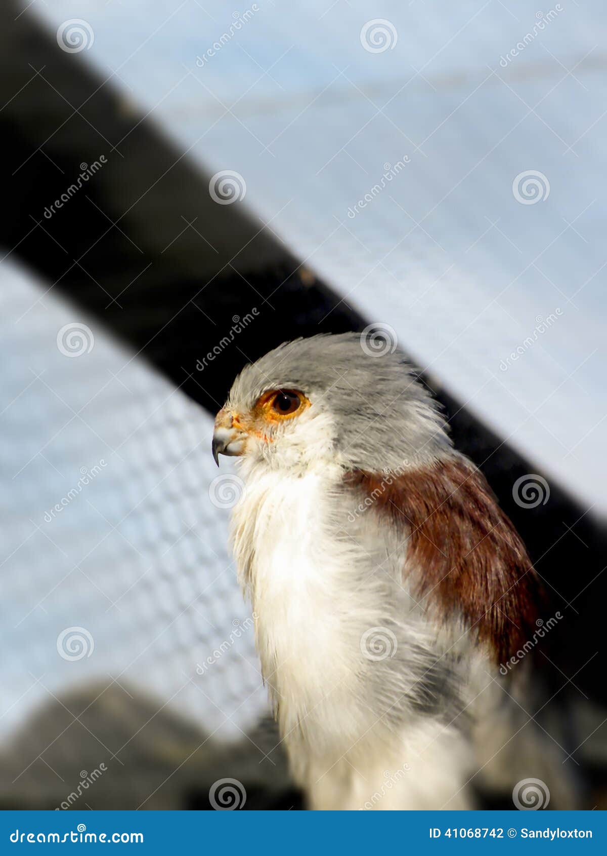 Pygmy Falcon female stock photo. Image of avian, view - 41068742