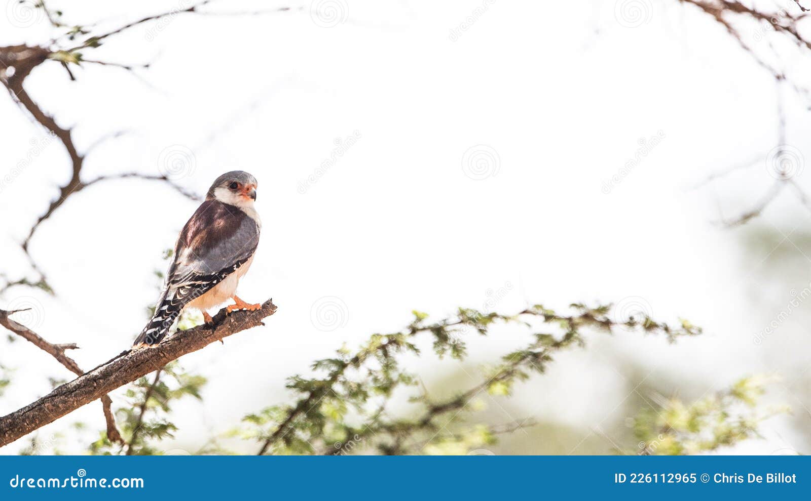 A Pygmy Falcon on the Hunt stock image. Image of billed - 226112965