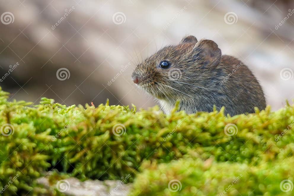 Pygmy Field Mouse on a Green Mossy Surface. Stock Photo - Image of ...