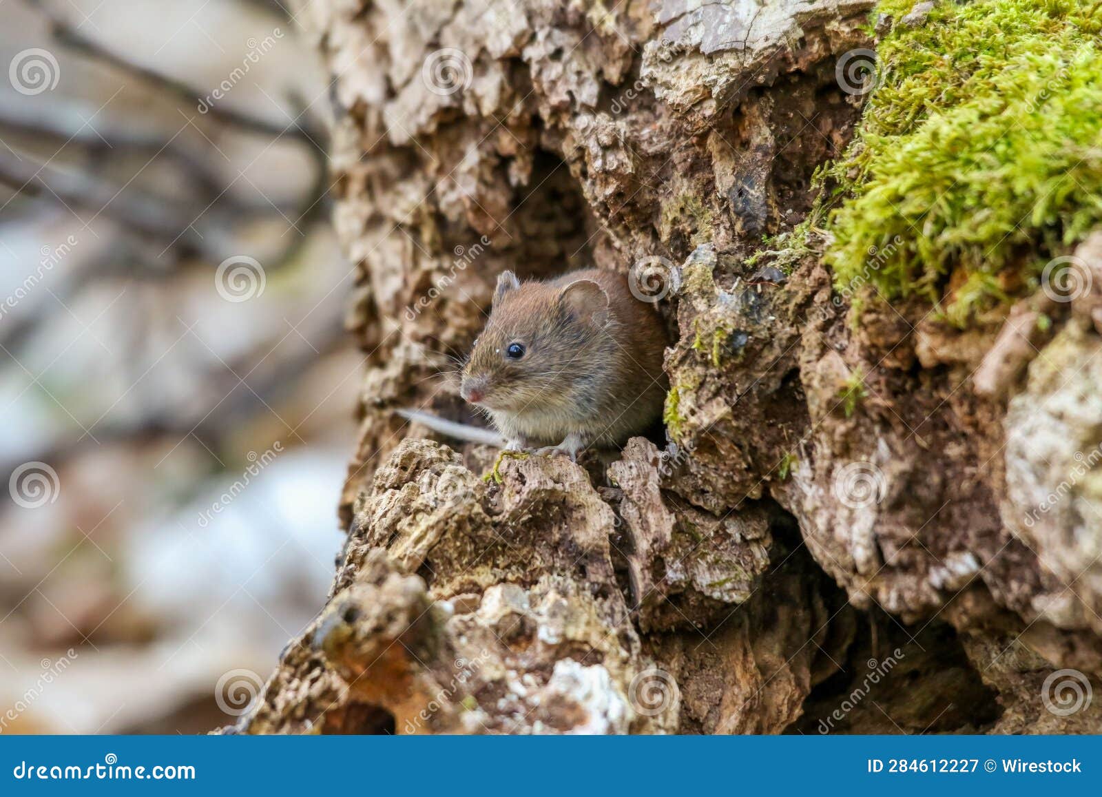 Pygmy Field Mouse on the Tree. Apodemus Uralensis Stock Image - Image ...