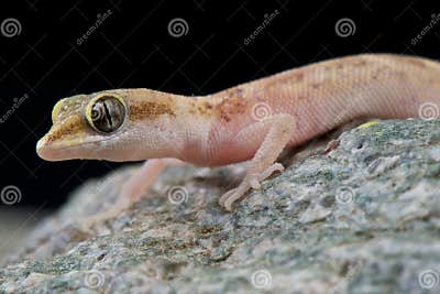 Pygmy gecko stock image. Image of lizard, africa, lizards - 19412631