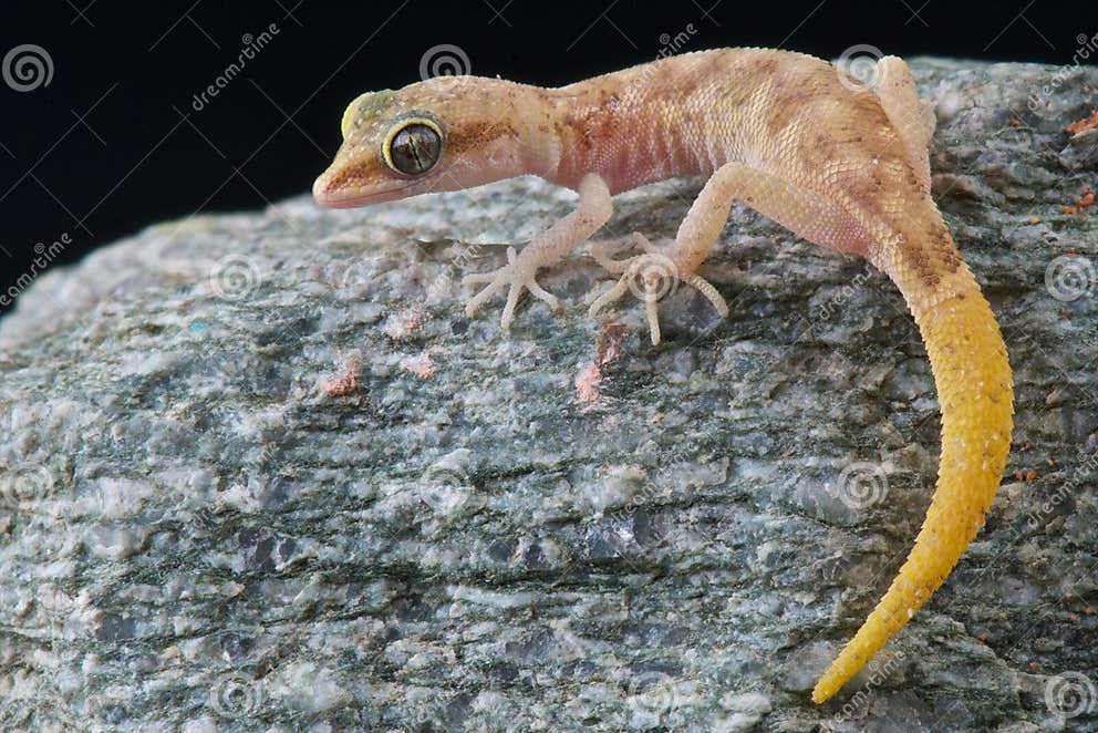 Pygmy gecko stock photo. Image of lizard, gecko, lizards - 19412648