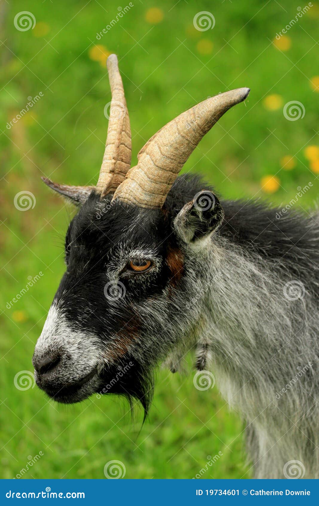 A Pygmy Goat stock image. Image of capra, bovidae, goat - 19734601