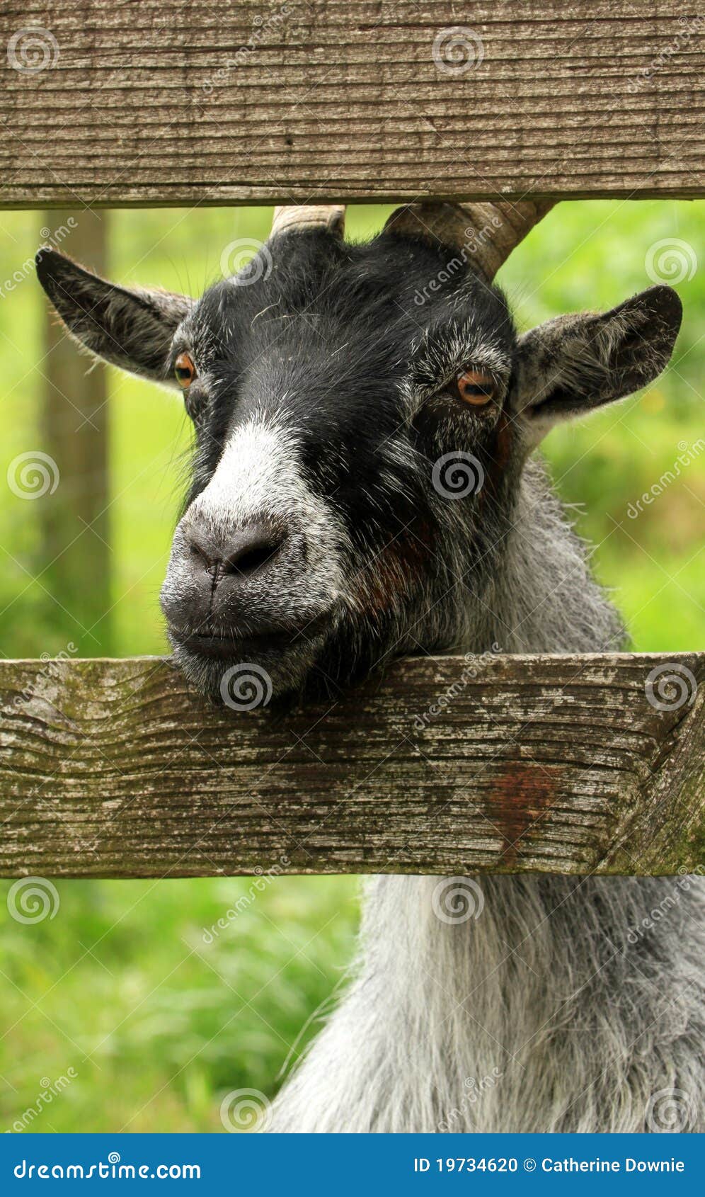 A Pygmy Goat stock photo. Image of hircus, domesticated - 19734620