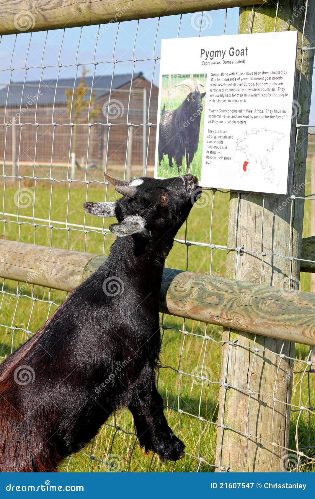 Pygmy goat stock image. Image of goat, rural, beard, pygmy - 21607547