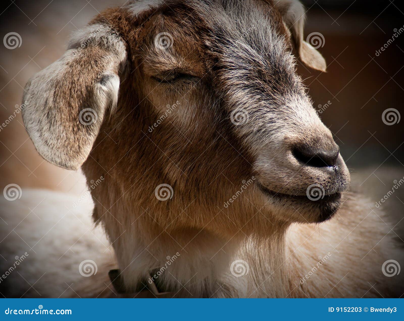 Pygmy Goat stock image. Image of white, hair, mammal, livestock - 9152203