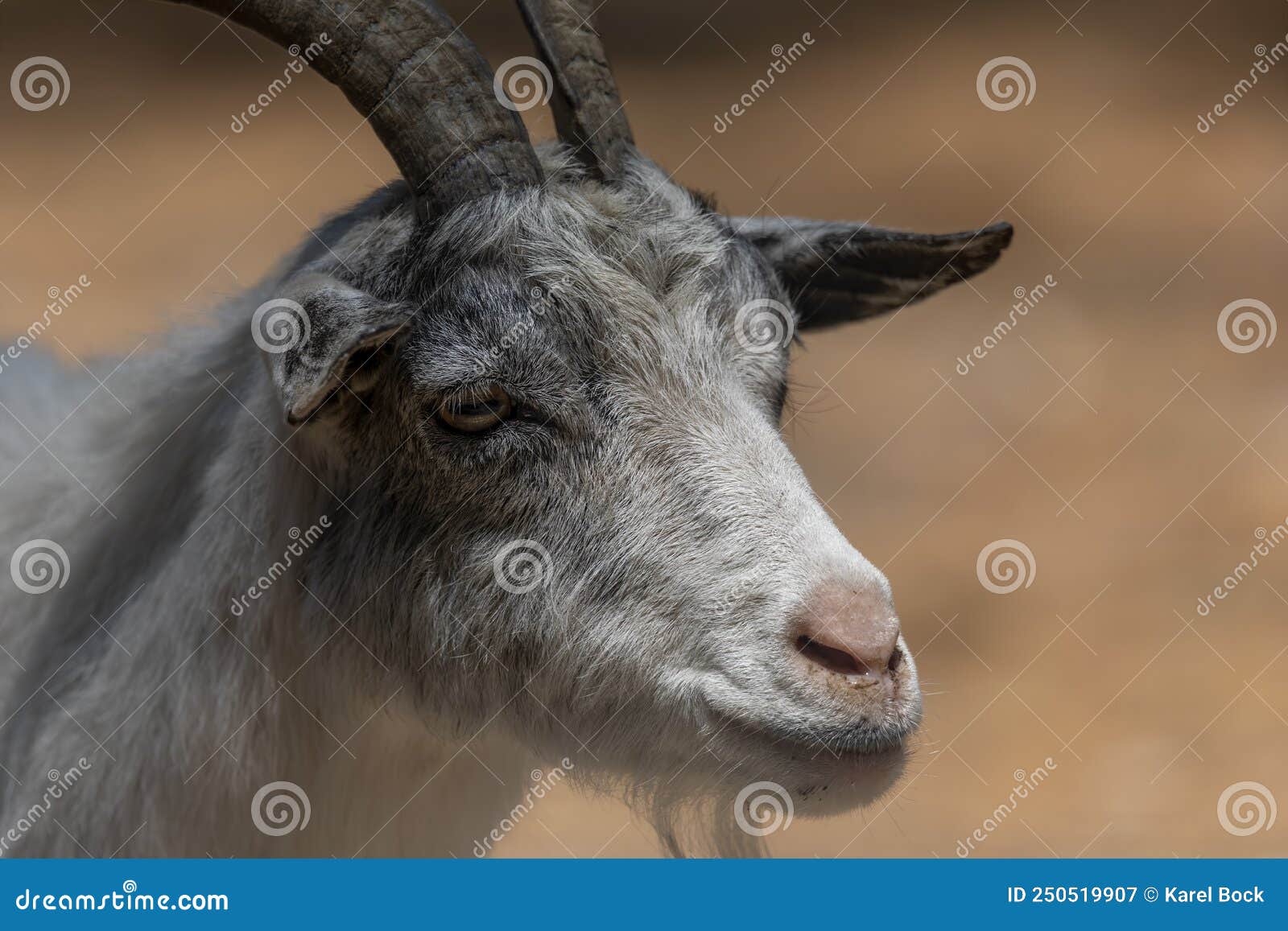 The Pygmy goat stock image. Image of farming, breed - 250519907