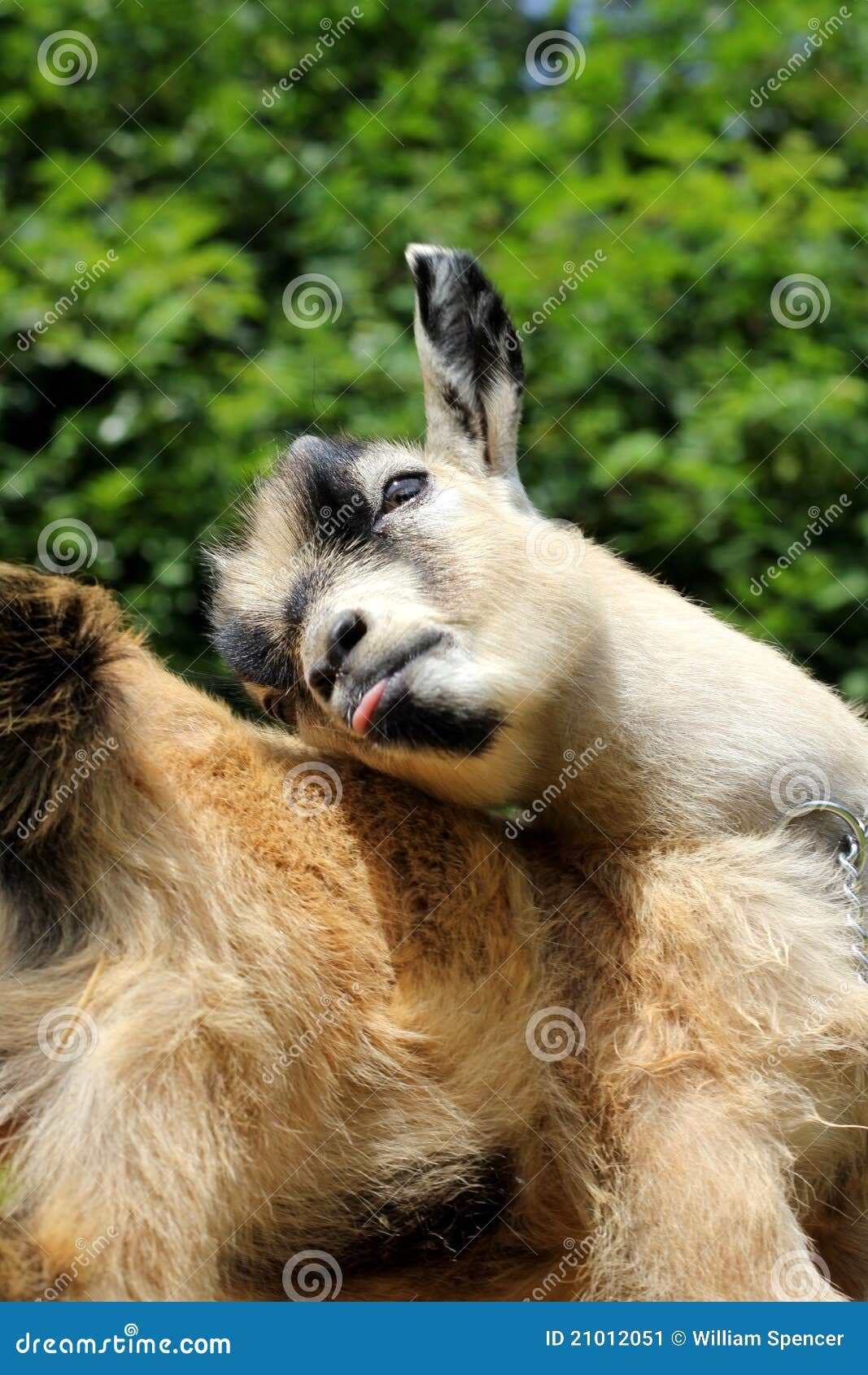 Pygmy Goat Bathing stock image. Image of animal, pets - 21012051