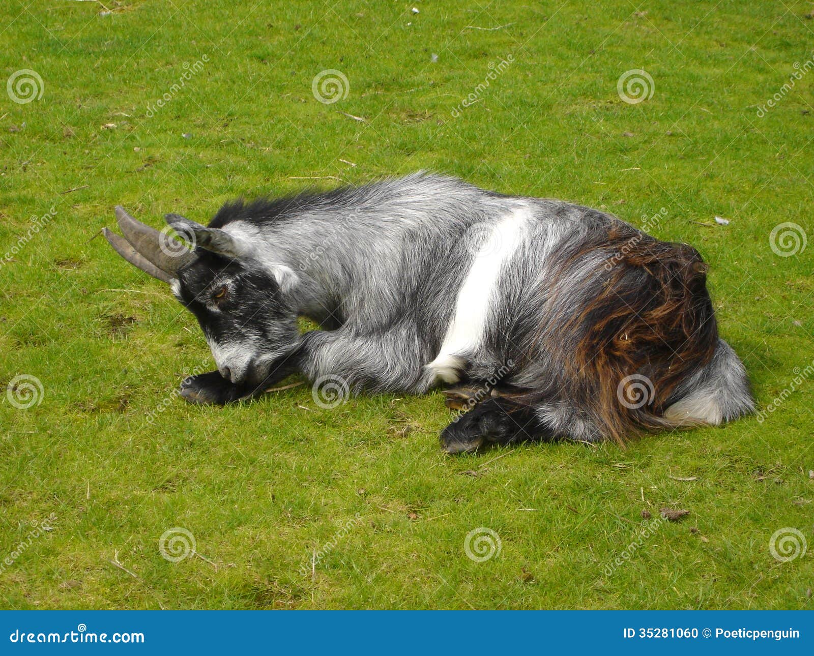 Pygmy Goat - Capra Aegagrus Stock Photo - Image of nature, hoof: 35281060