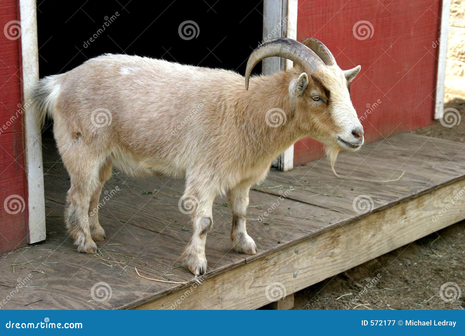 "Pygmy Goat"Capra Hicus Stock Image - Image of persons, gregarious: 572177