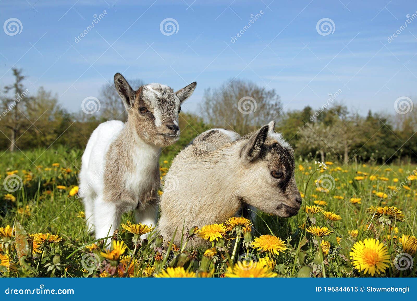 Pygmy Goat or Dwarf Goat Capra Hircus 3 Months Old Baby Goat 库存图片 - 图片 ...