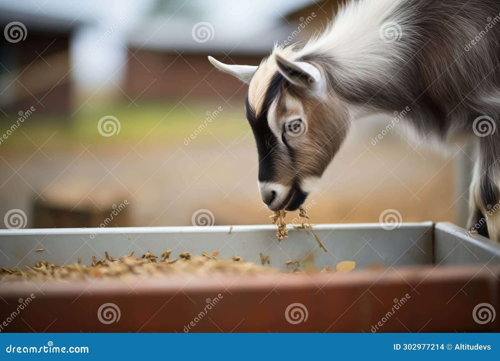 Pygmy Goat Eating Grain from a Trough Stock Photo - Image of eating ...