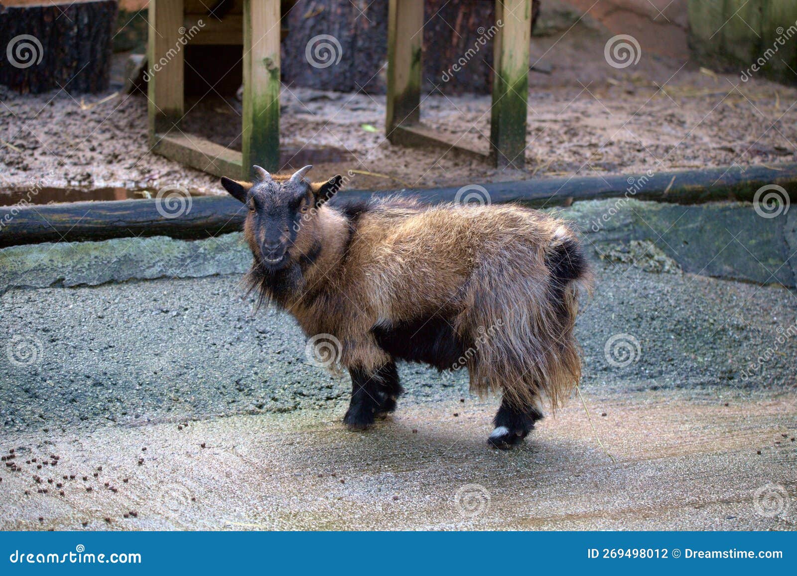 Pygmy Goat at Cornwall Zoo. Stock Photo - Image of farm, pygmy: 269498012