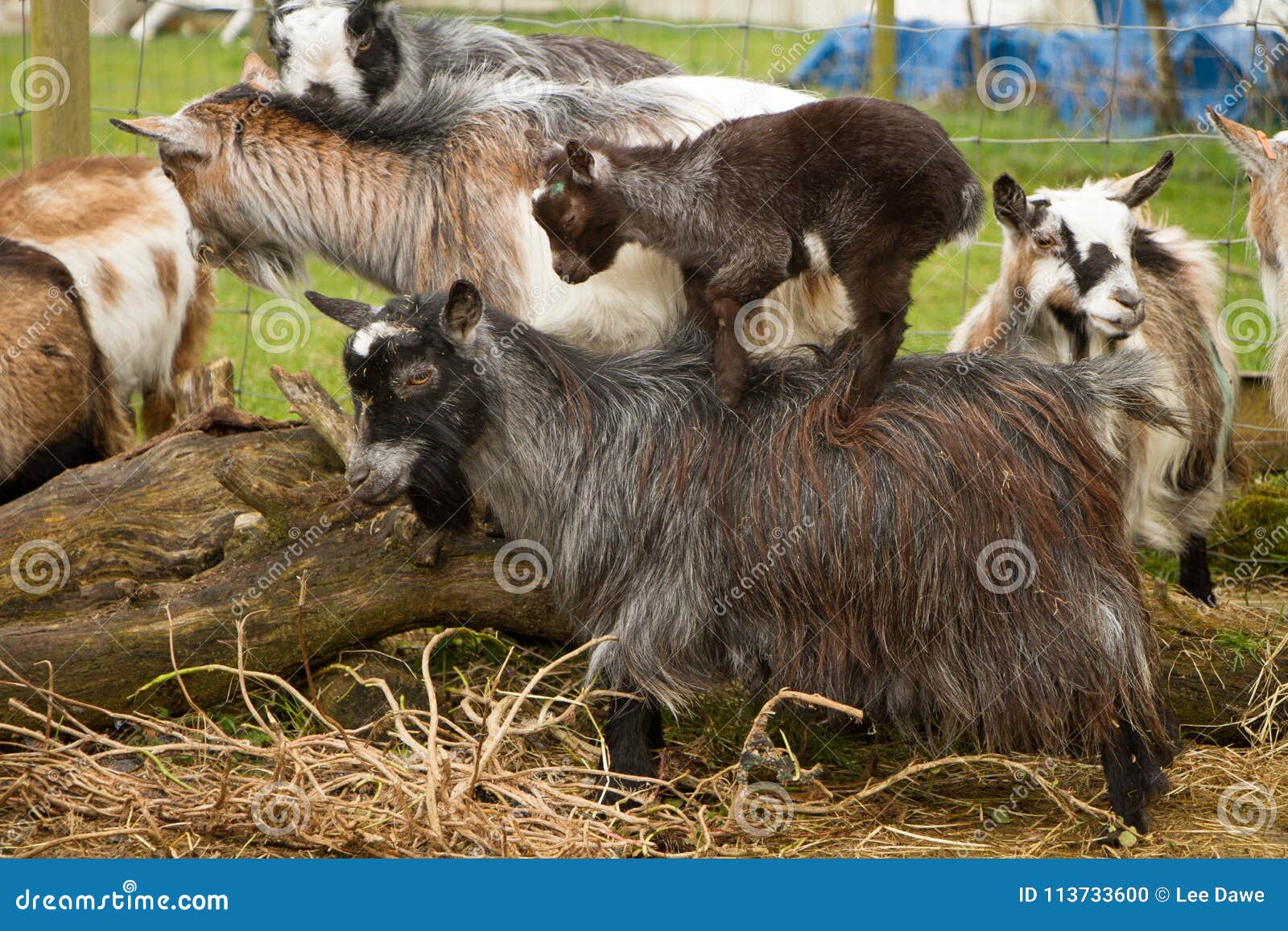 Pygmy goats stock photo. Image of animal, back, adult - 113733600