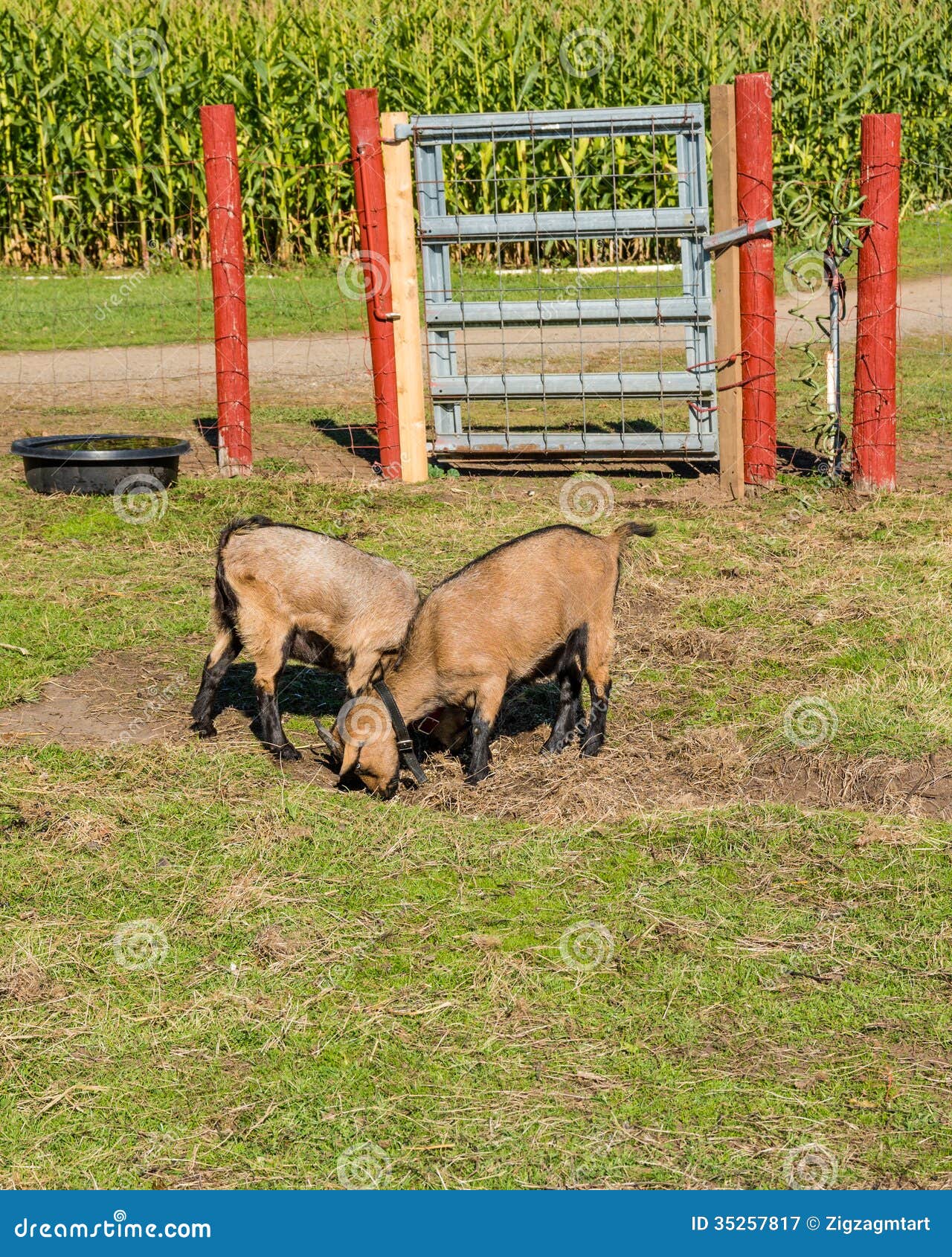 Pygmy goats in a pasture stock image. Image of livestock - 35257817